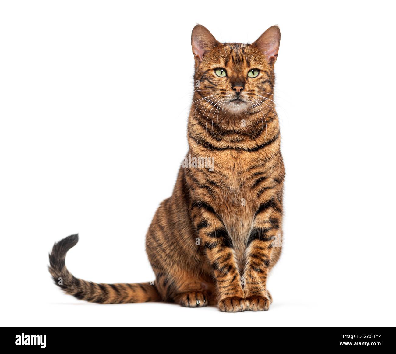 Toyger cat with brown striped fur sitting on white background Stock ...