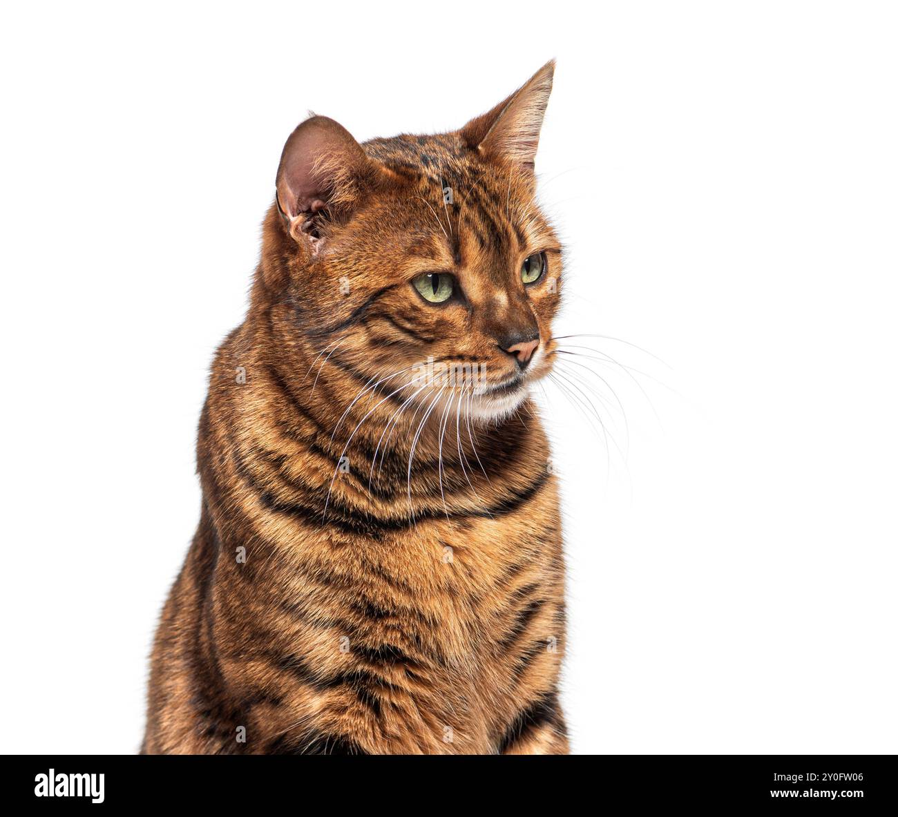 Toyger cat with green eyes sitting and looking away from camera on ...