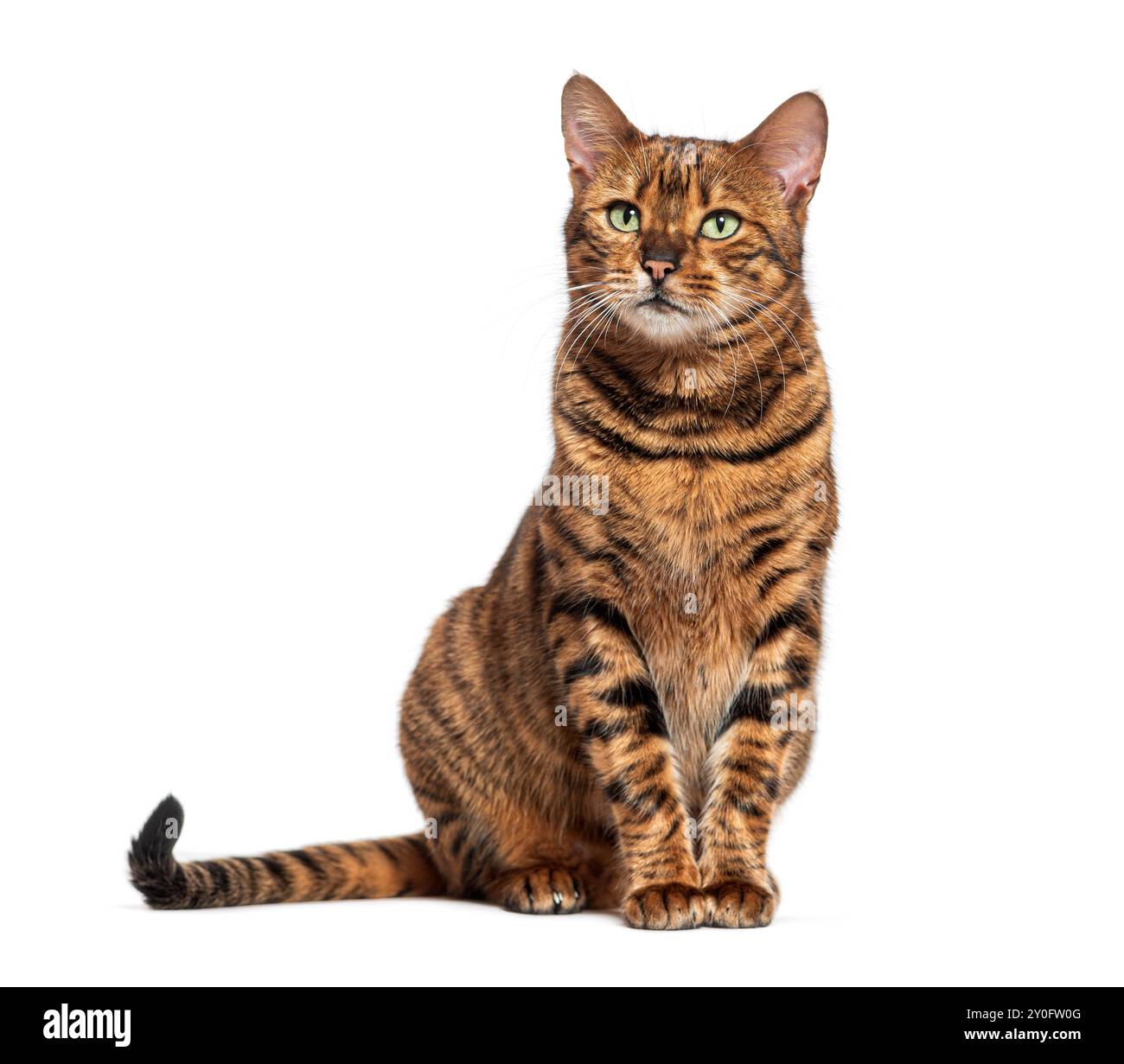 Toyger cat sitting and looking up isolated on white background Stock ...