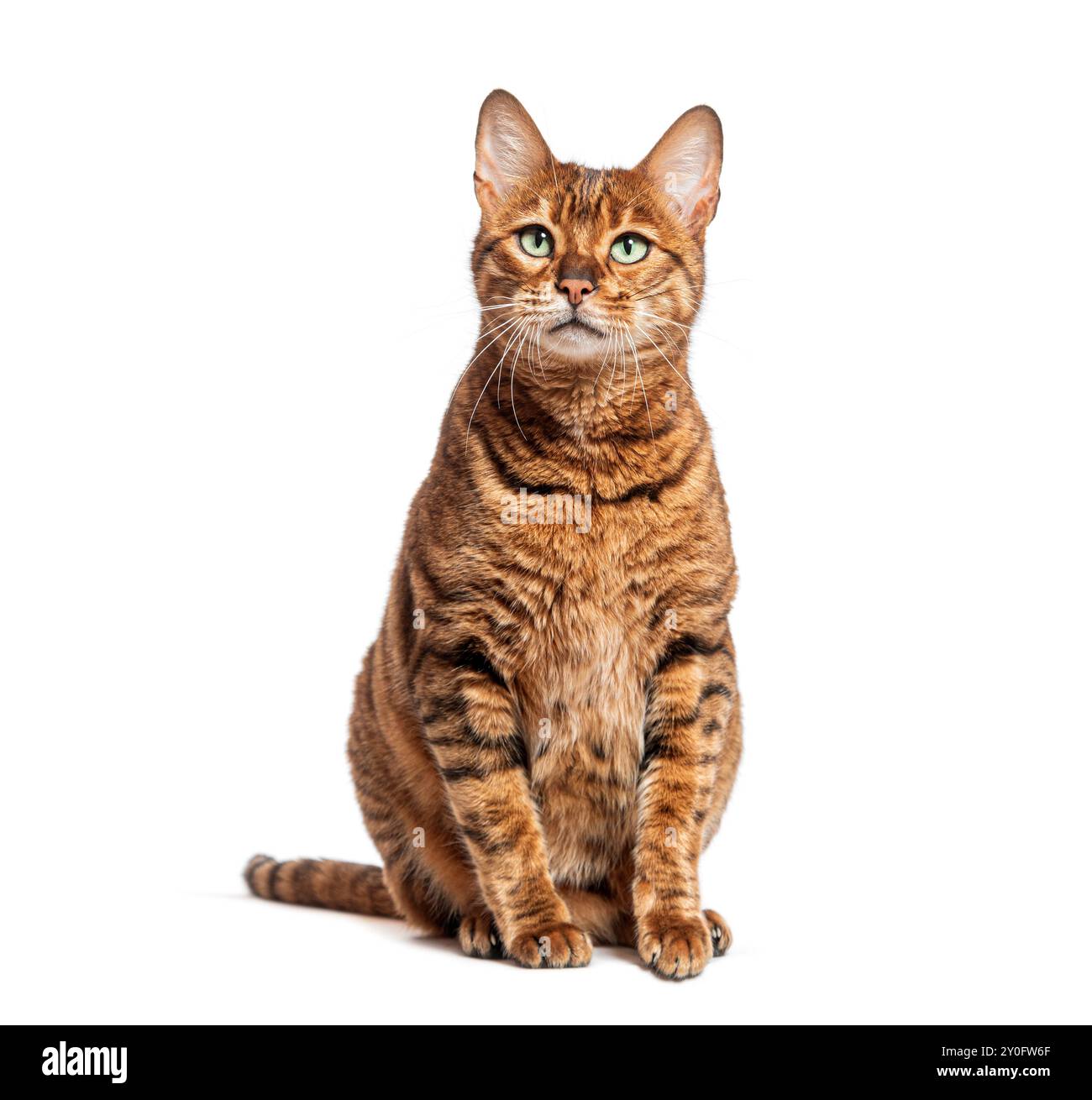 Toyger cat sitting and looking up with an alert expression on a white ...