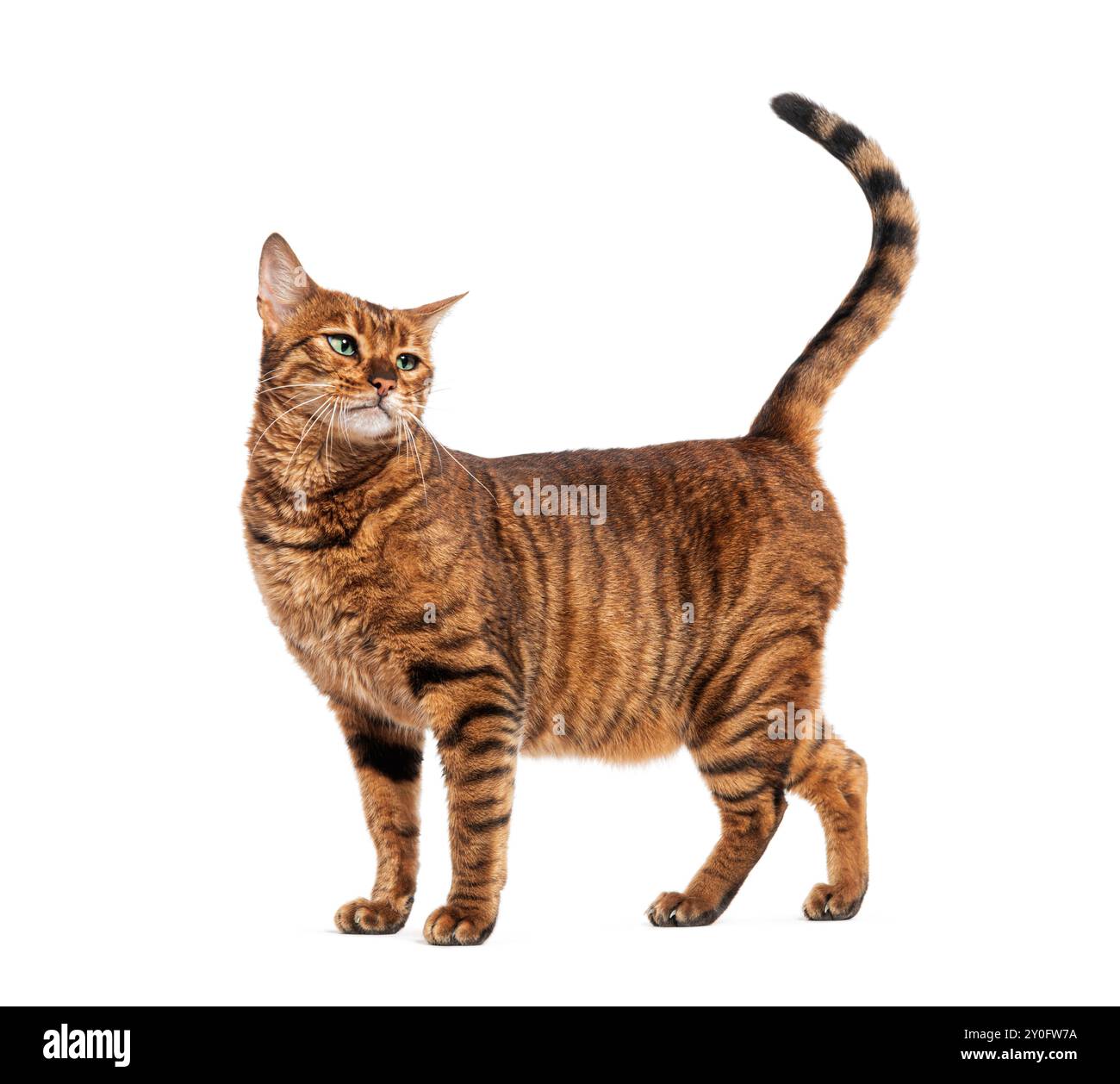 Toyger cat standing with raised tail and looking up, isolated on white ...
