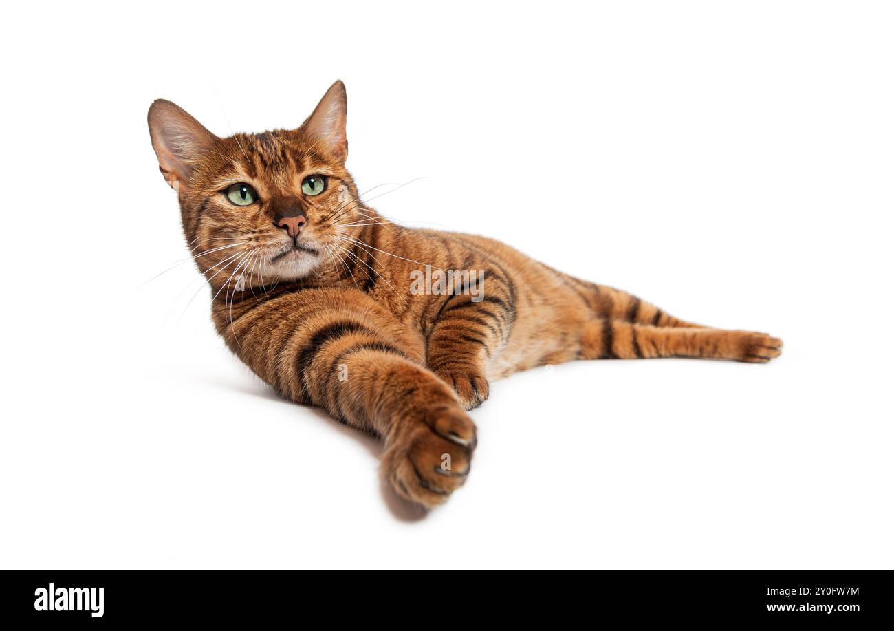 relaxed Toyger cat laying down and reaching out a paw, isolated on ...