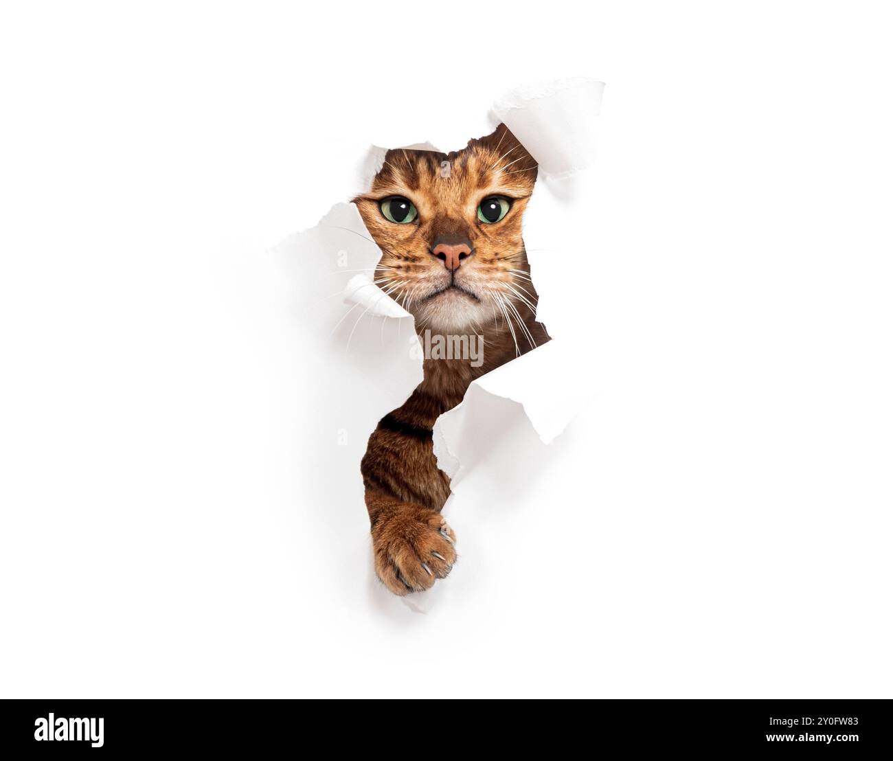 Tabby Toyger cat tearing through a white paper background and reaching ...