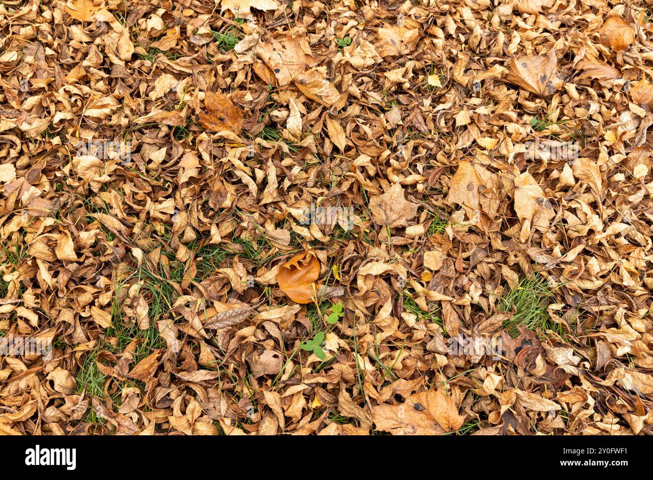 Orange maple foliage after wind and leaf fall , different shades of ...