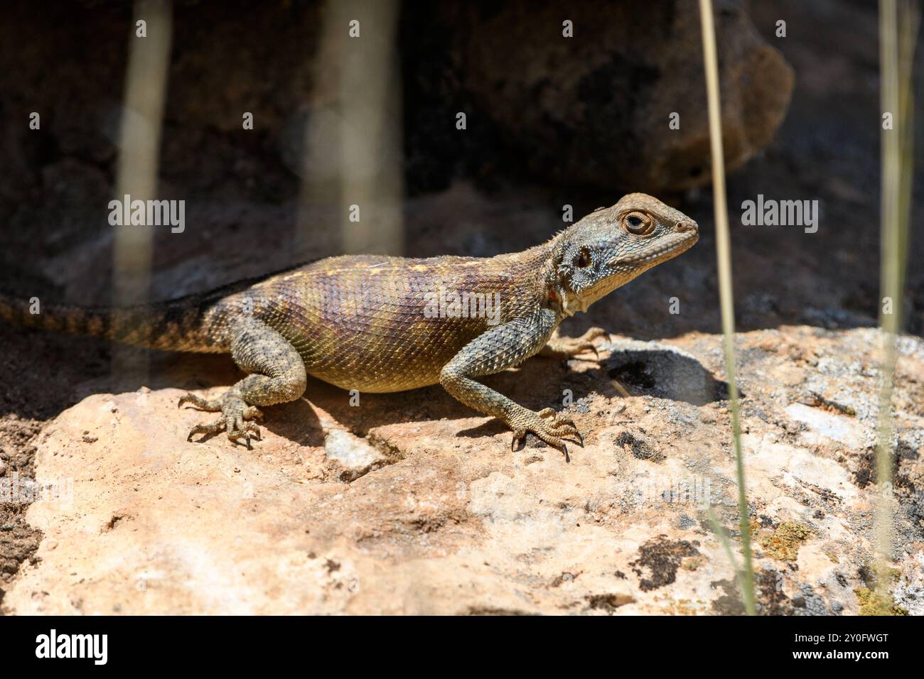 Close-up shot of Agama Bibronii (North African Rock lizard Stock Photo ...
