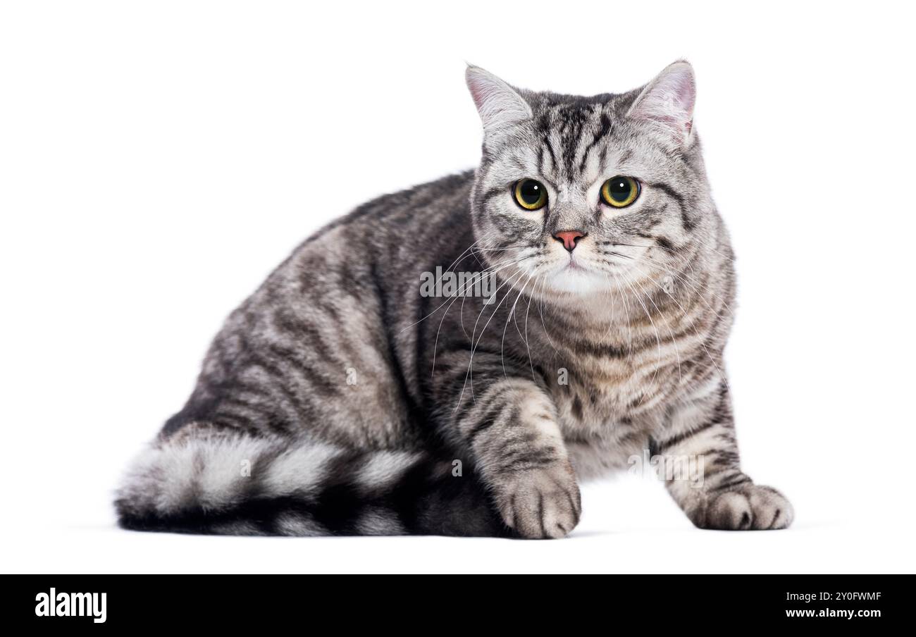 Adult silver tabby British shorthair cat lying down and looking away, isolated on white Stock ...
