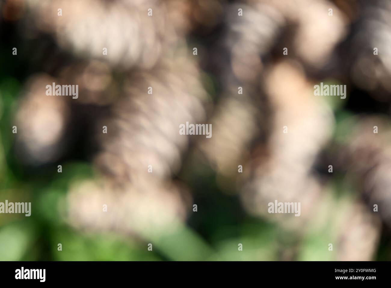 Shallow focus pine cone hi-res stock photography and images - Alamy