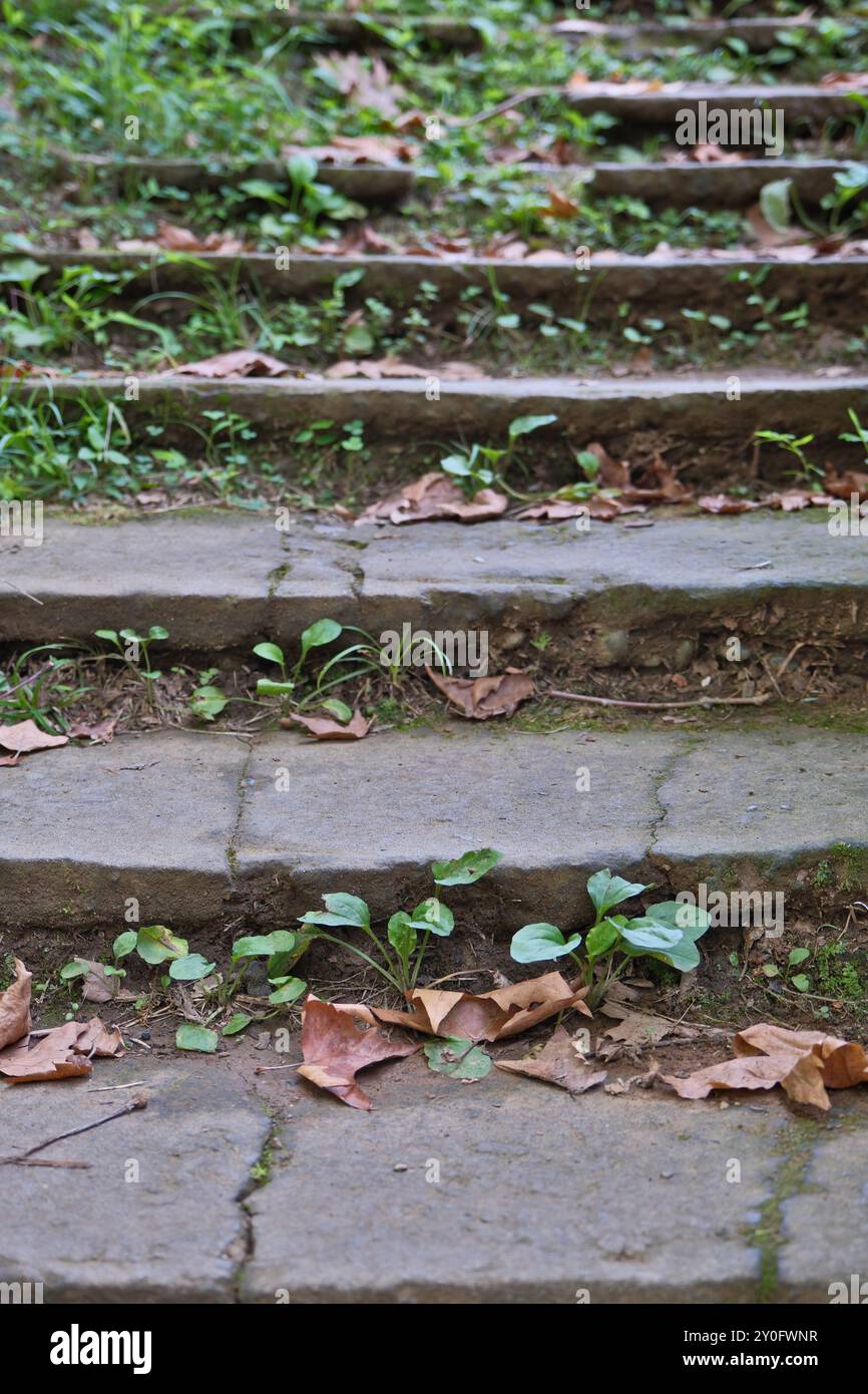 Stone steps in the park, closeup of photo with shallow depth of field ...