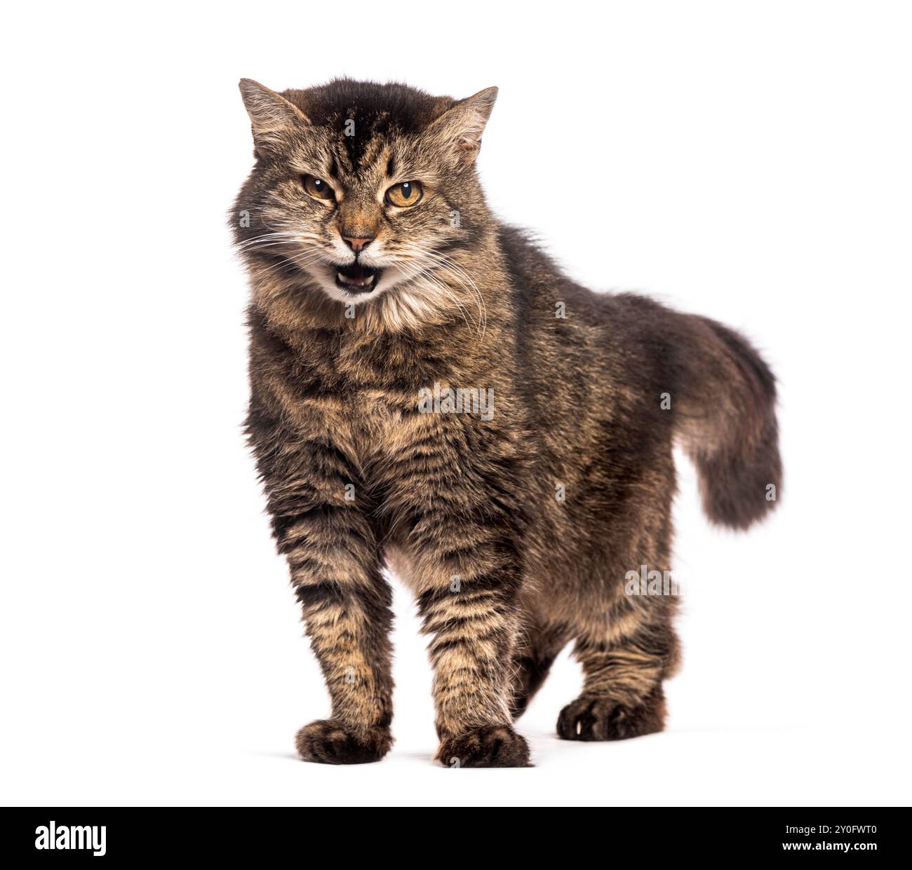 Standing Tabby Cat