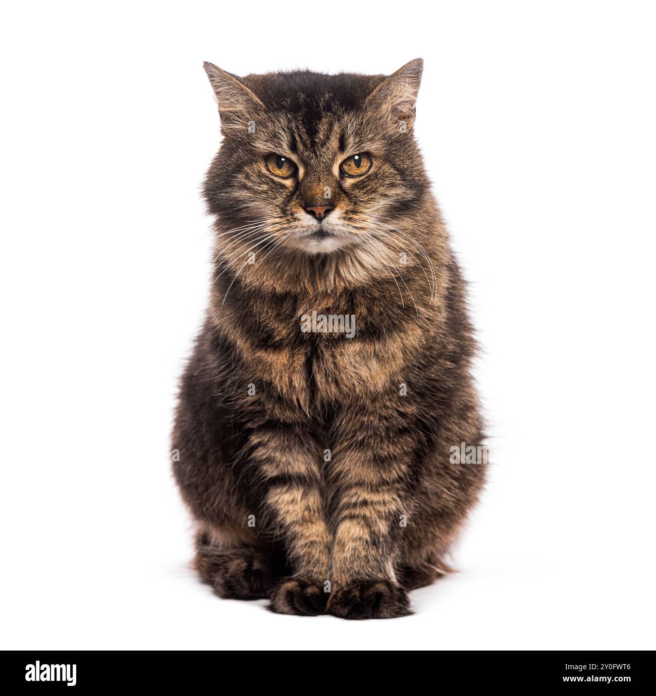 Nineteen years old senior Grumpy Tabby European cat sitting and staring ...