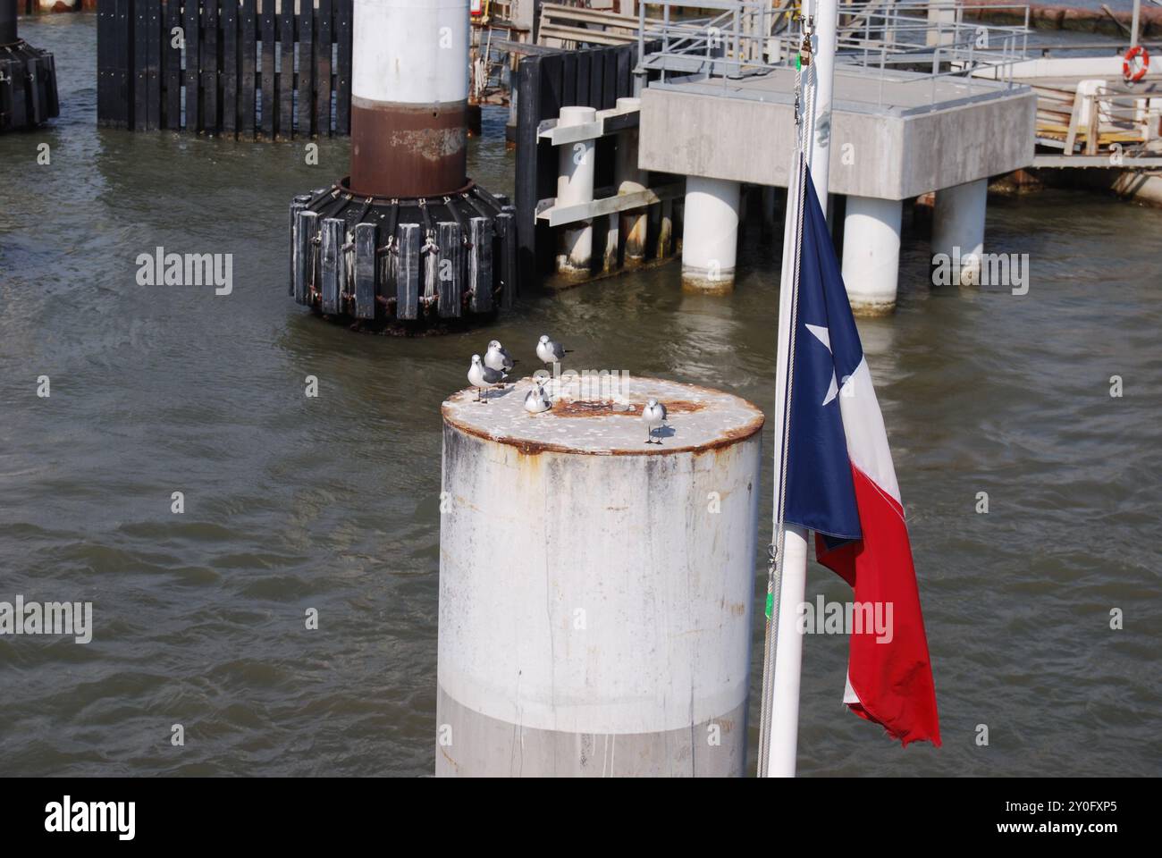 Galveston ferry birds hi-res stock photography and images - Alamy