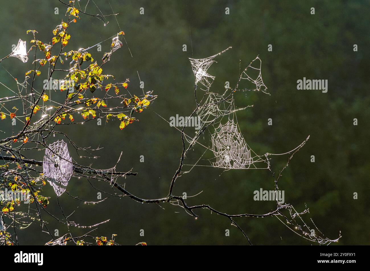 Delicate spider webs shimmer with dew as they gracefully drape over the ...