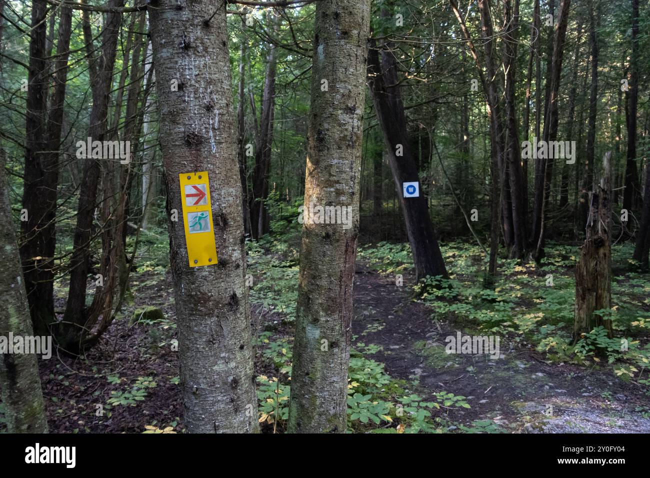 Sign on a tree marking the start or direction of a hiking trail inside ...