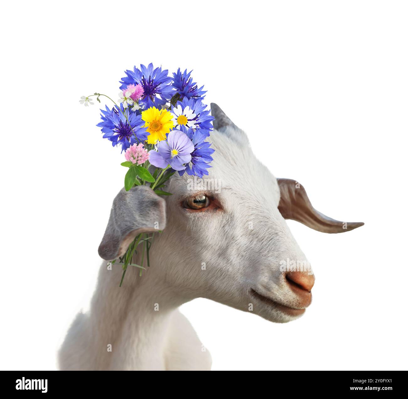 Cute goat with beautiful wildflowers behind ear on white background ...