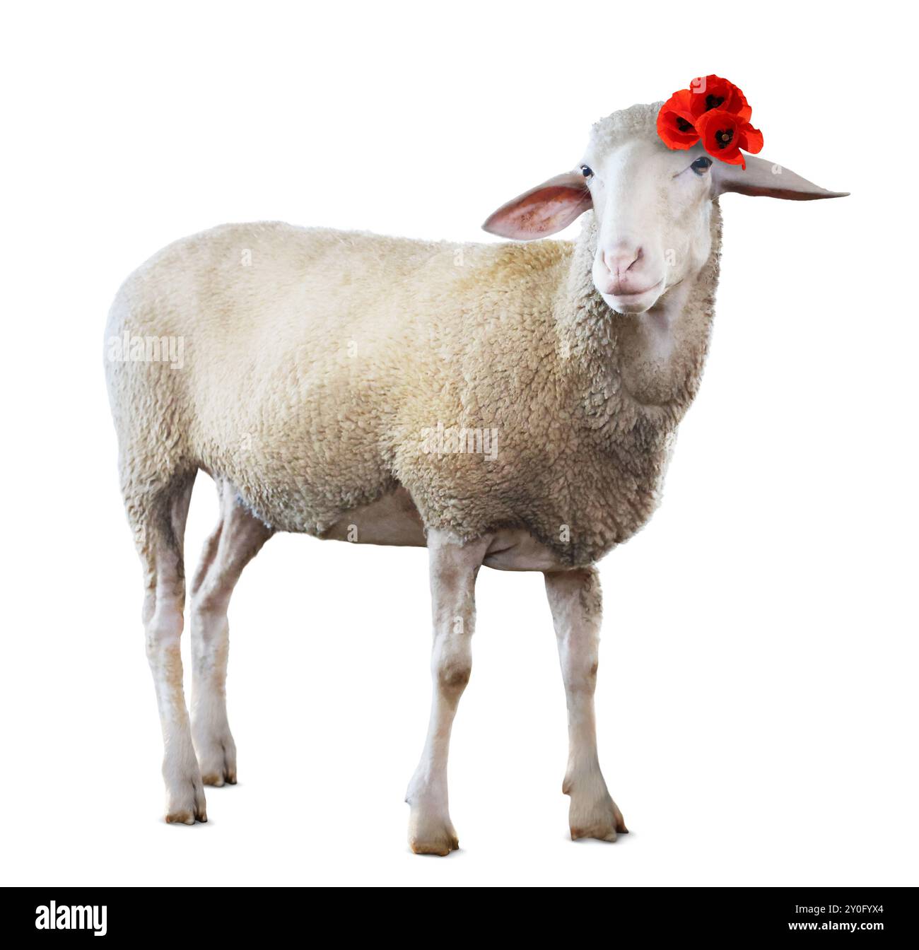 Adorable sheep with red poppy flowers on white background Stock Photo ...