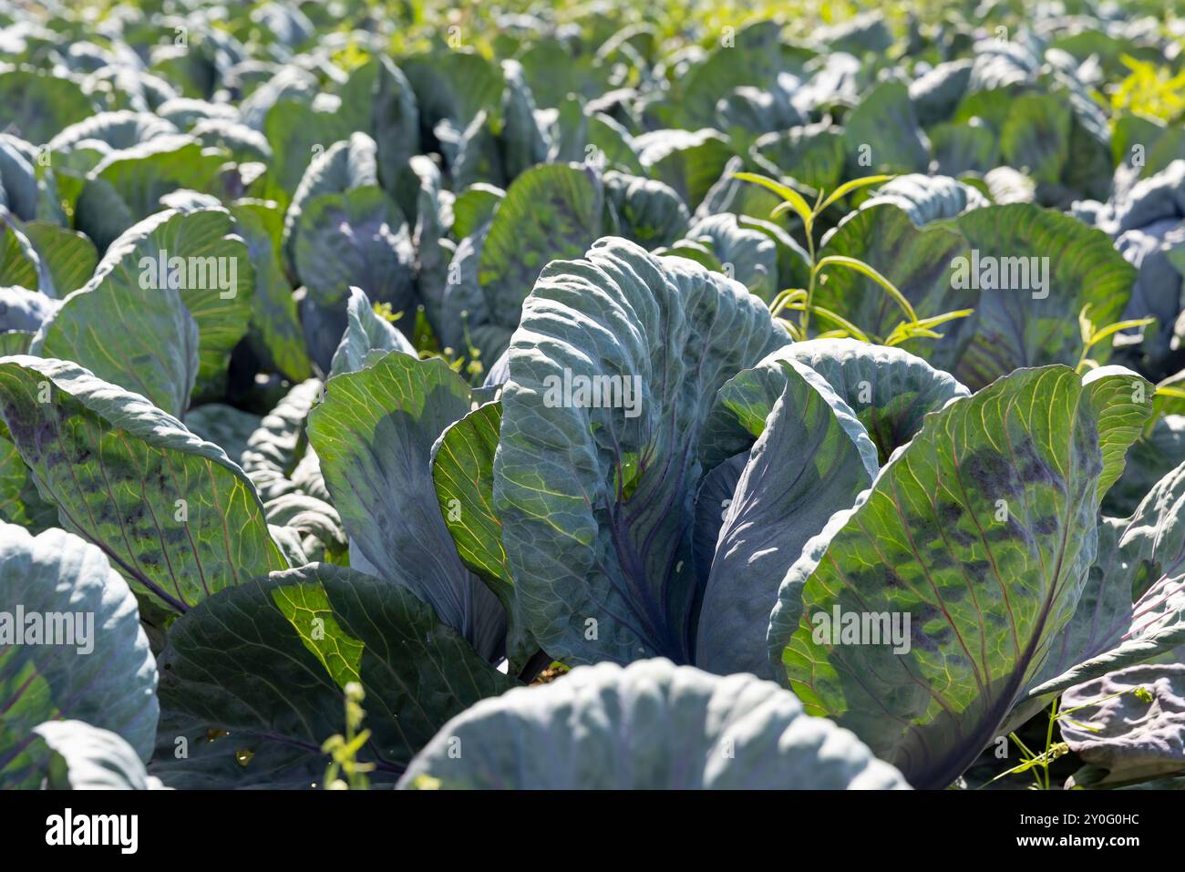 A field with a cabbage harvest in the summer season, growing a new ...