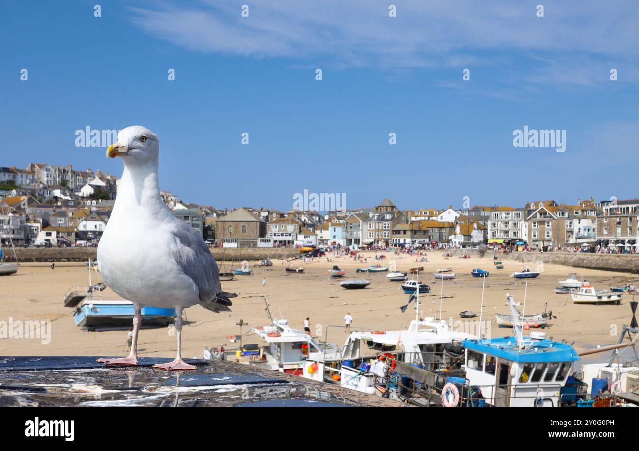 Seagull at St Ive's Cornwall, UK Stock Photo - Alamy
