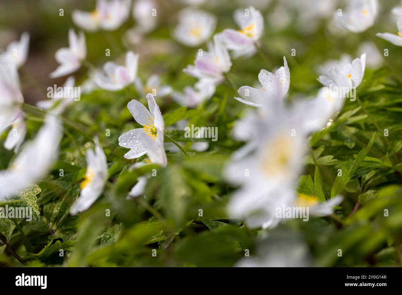 The first spring flowers growing in the forest, small white flowers in ...