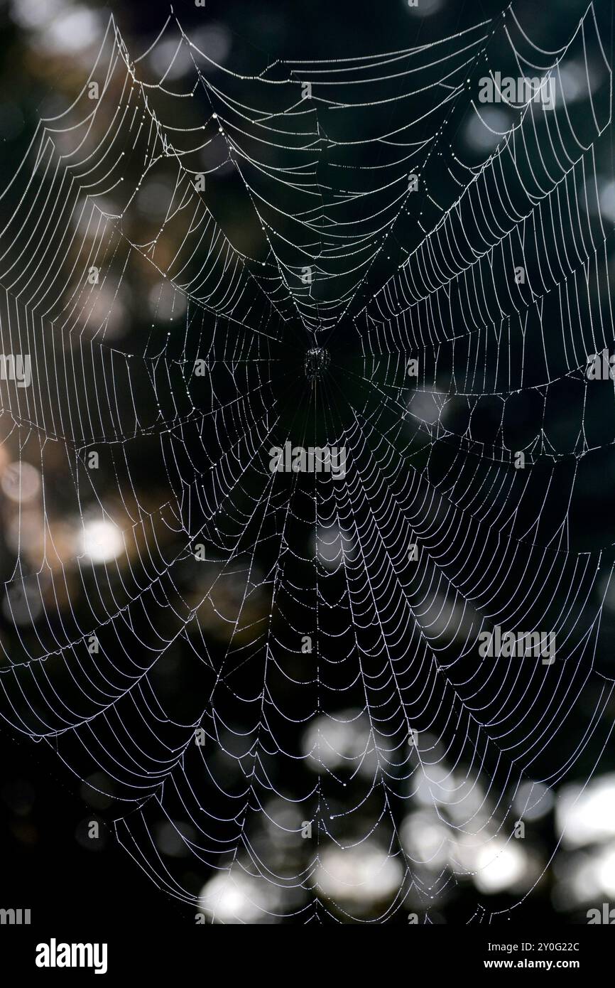 A spiderweb in a tree in a park in Flat Rock, North Carolina Stock ...
