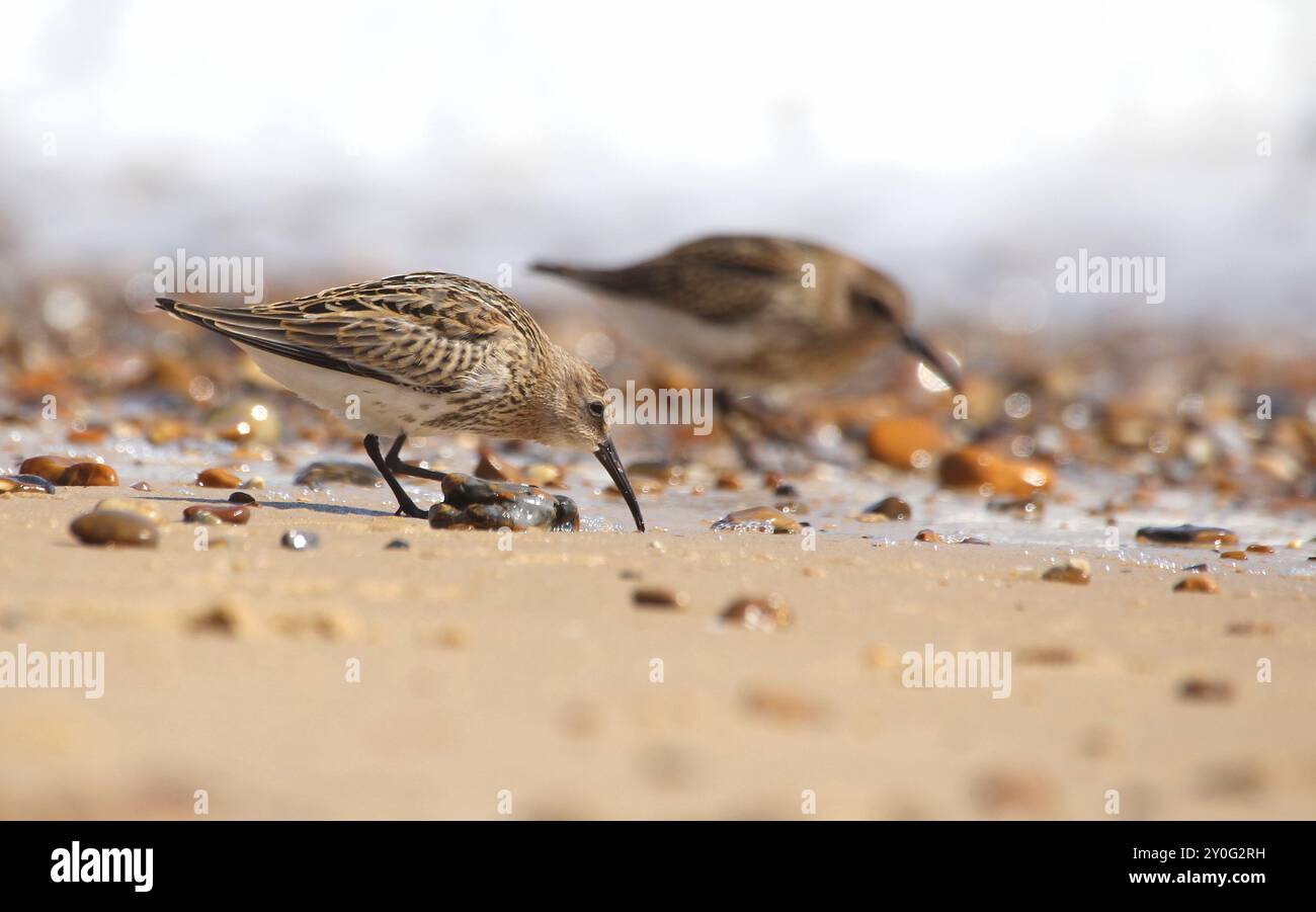 Dunlin on beach hi-res stock photography and images - Alamy