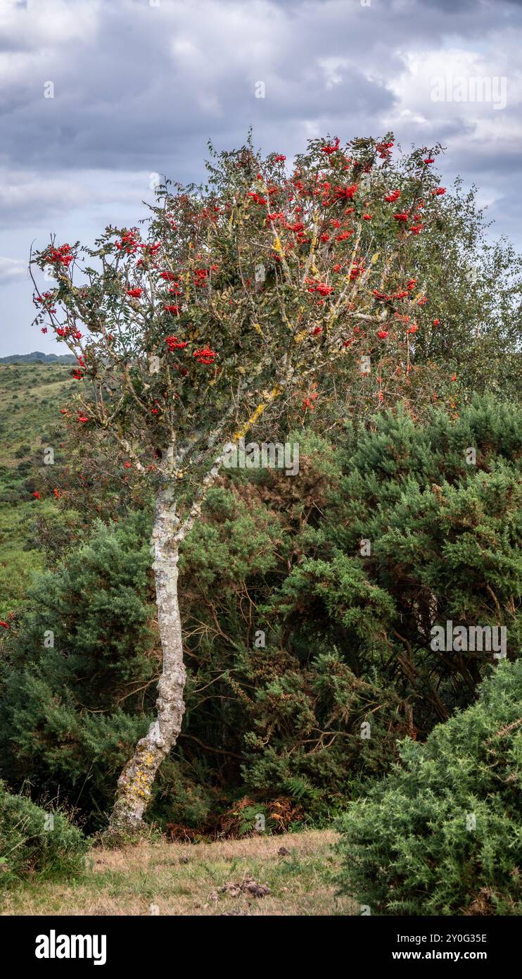 A rowan tree with an abundance of poisonous red rowan berries Stock ...