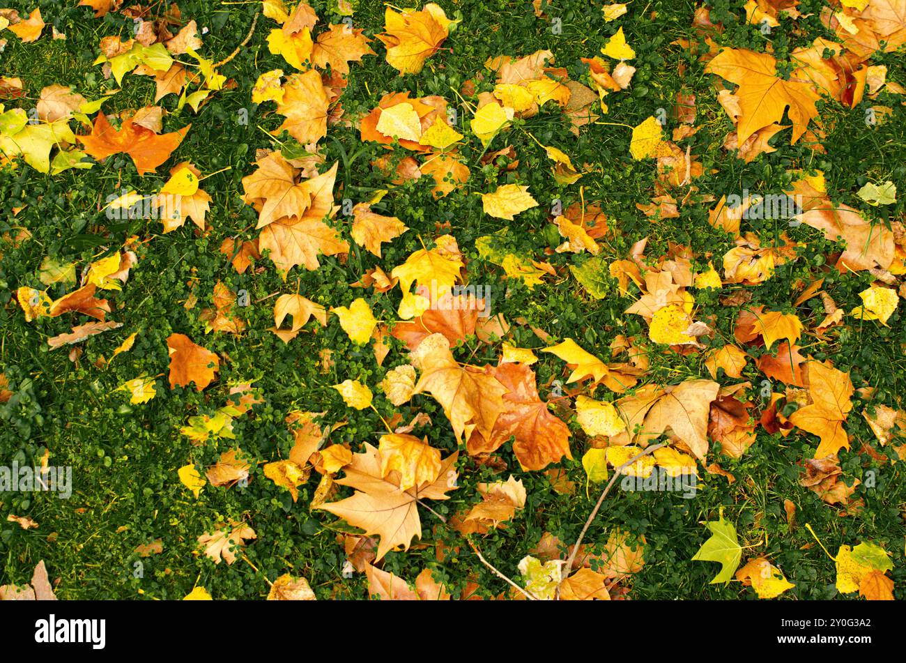 fallen leaves in autumn background pattern. Forest colors in fall ...