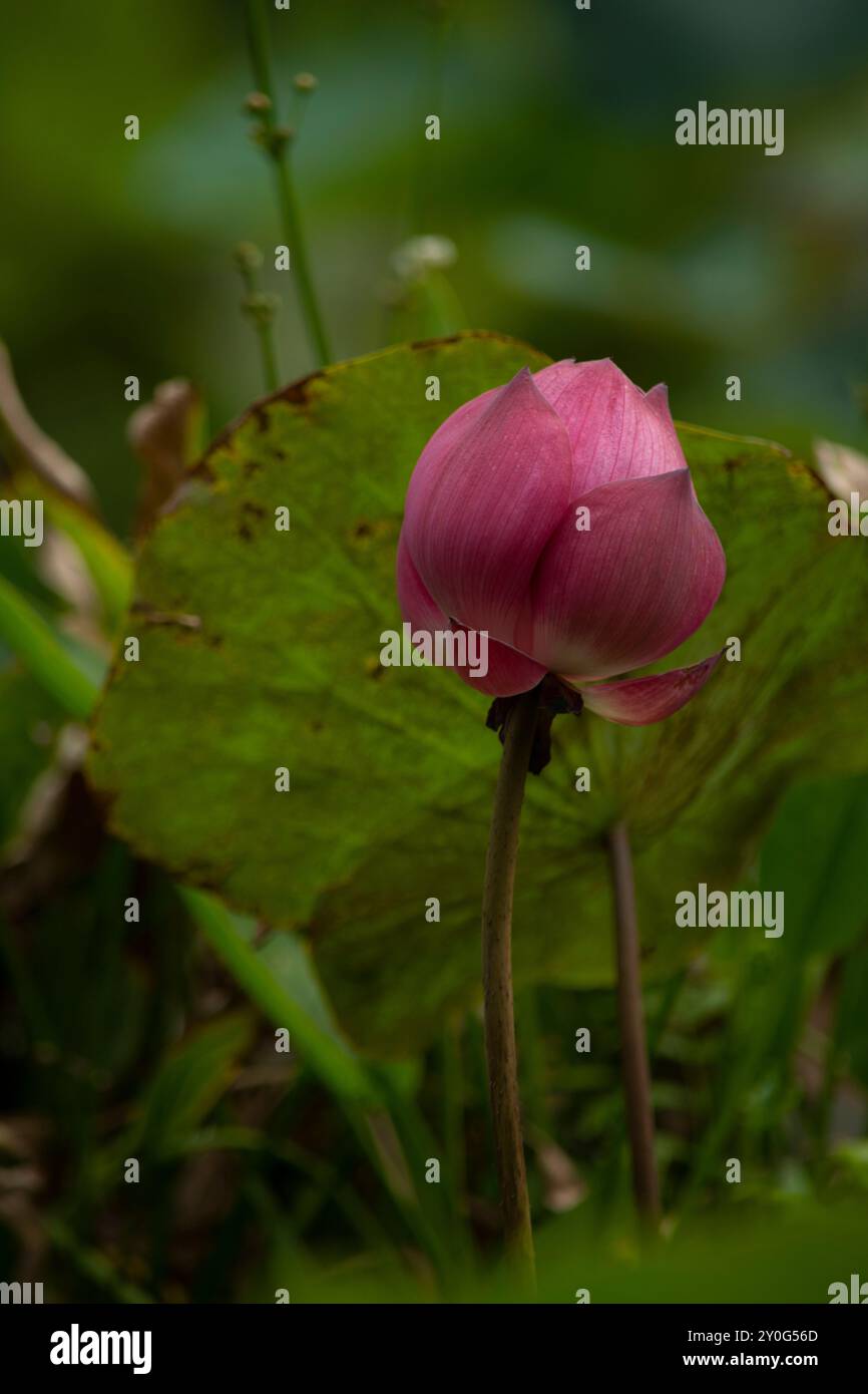 Little saigon hi-res stock photography and images - Alamy