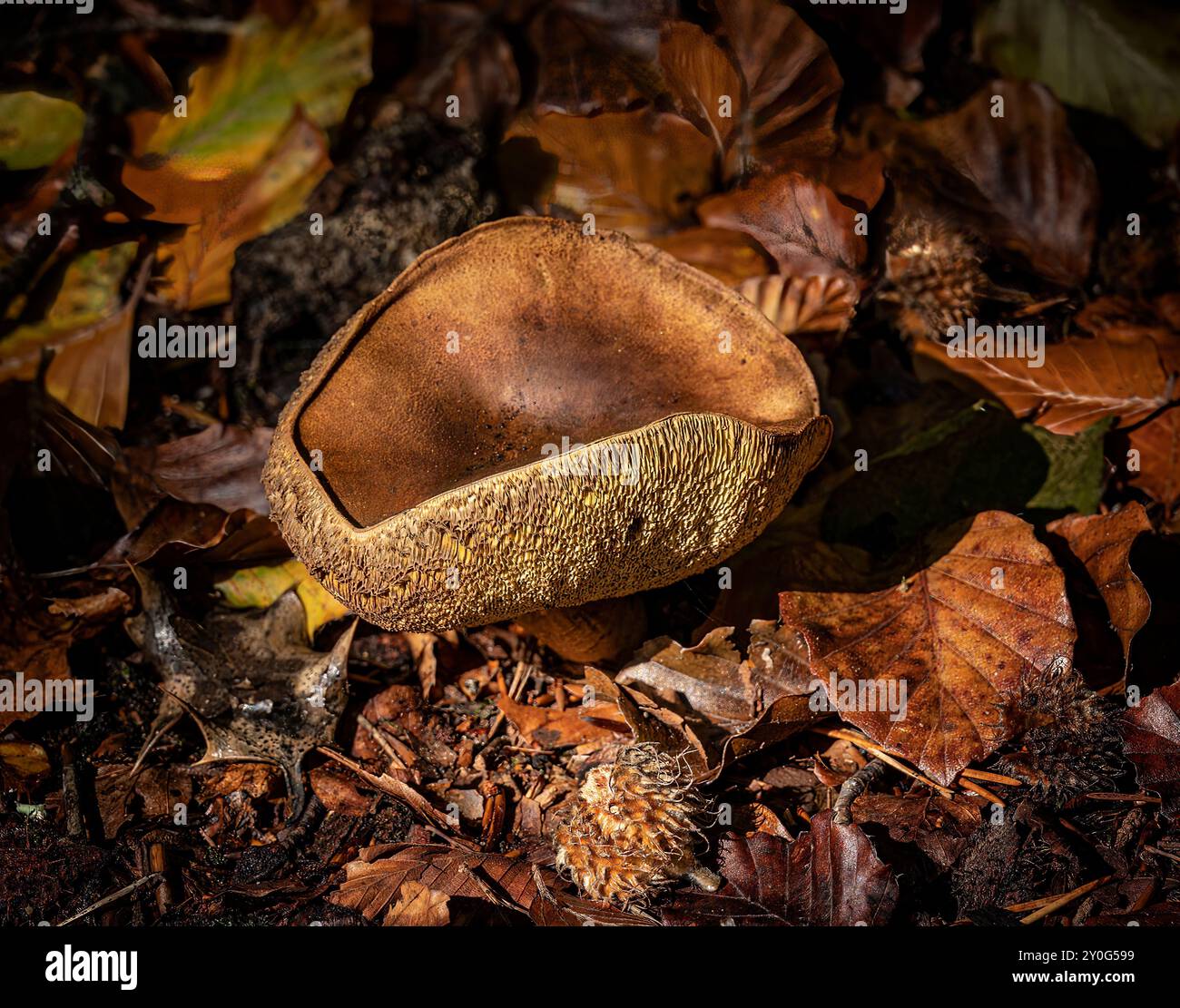 An inverted mushroom laying on the woodland floor Stock Photo - Alamy