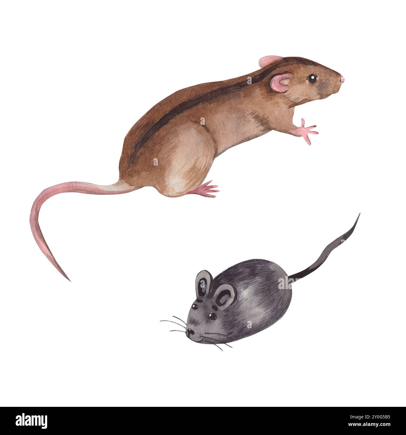 Set of watercolor illustrations. Brown domestic mouse with a black ...