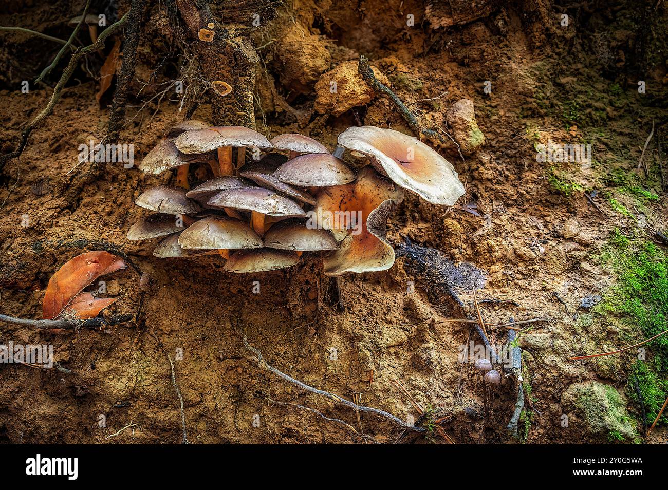 Fungi growing amongst the trees and fallen leaves in British woodland ...