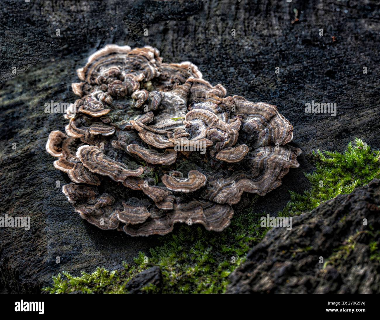 Fungi growing amongst the trees and fallen leaves in British woodland ...