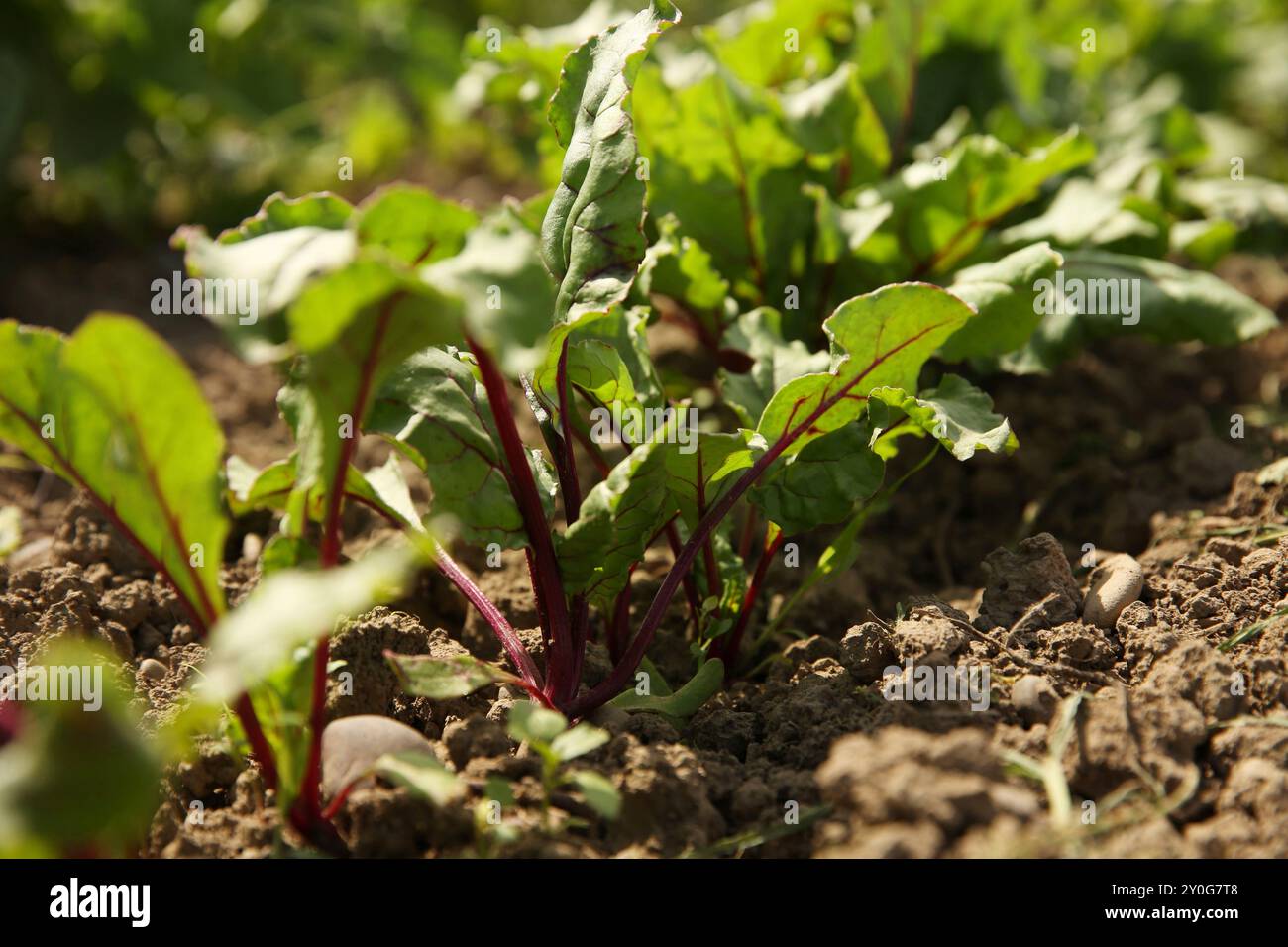 Beetroot plants with green leaves growing in field Stock Photo - Alamy