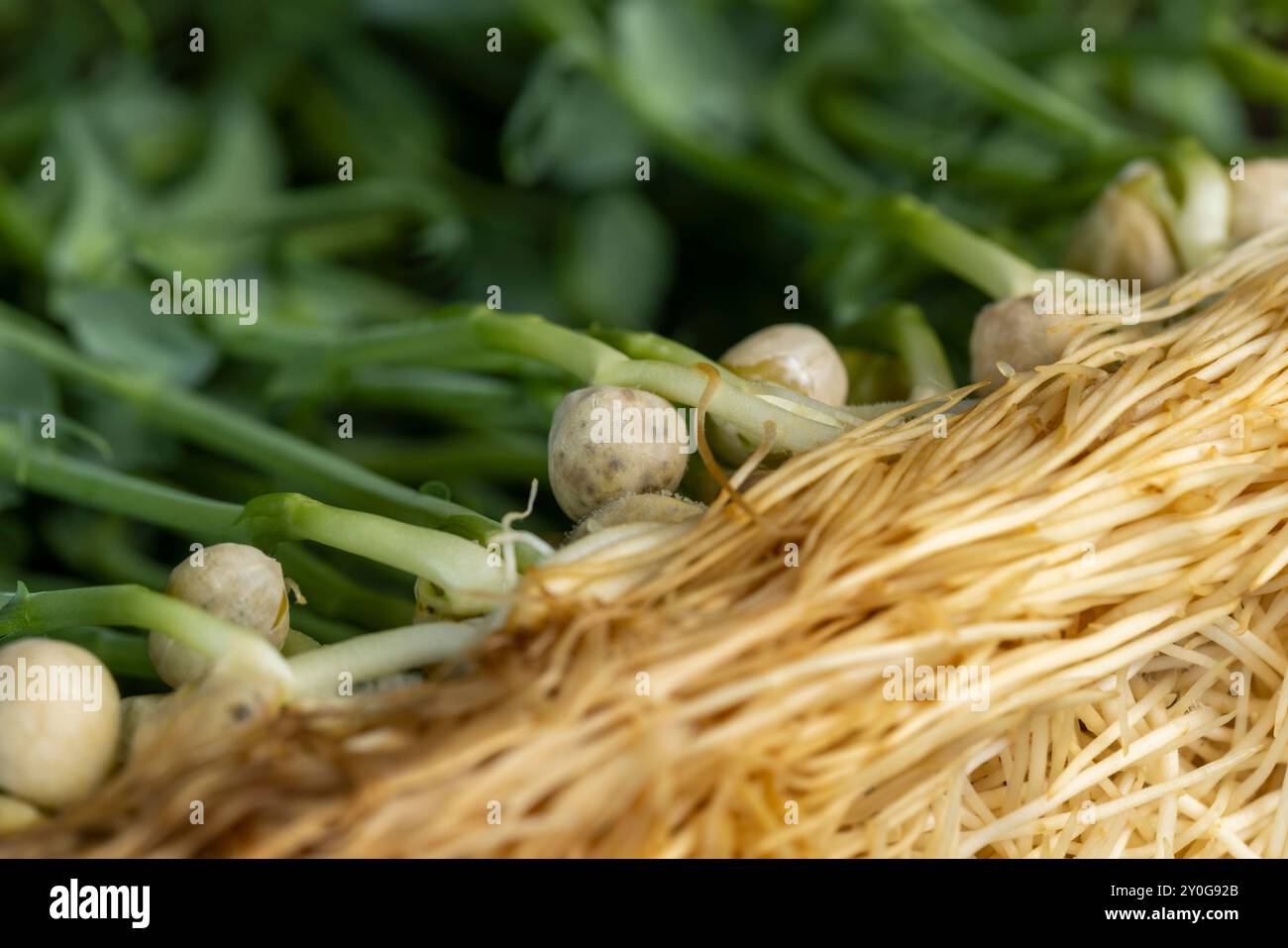 A large number of pea roots are light yellow in color, the thin root ...