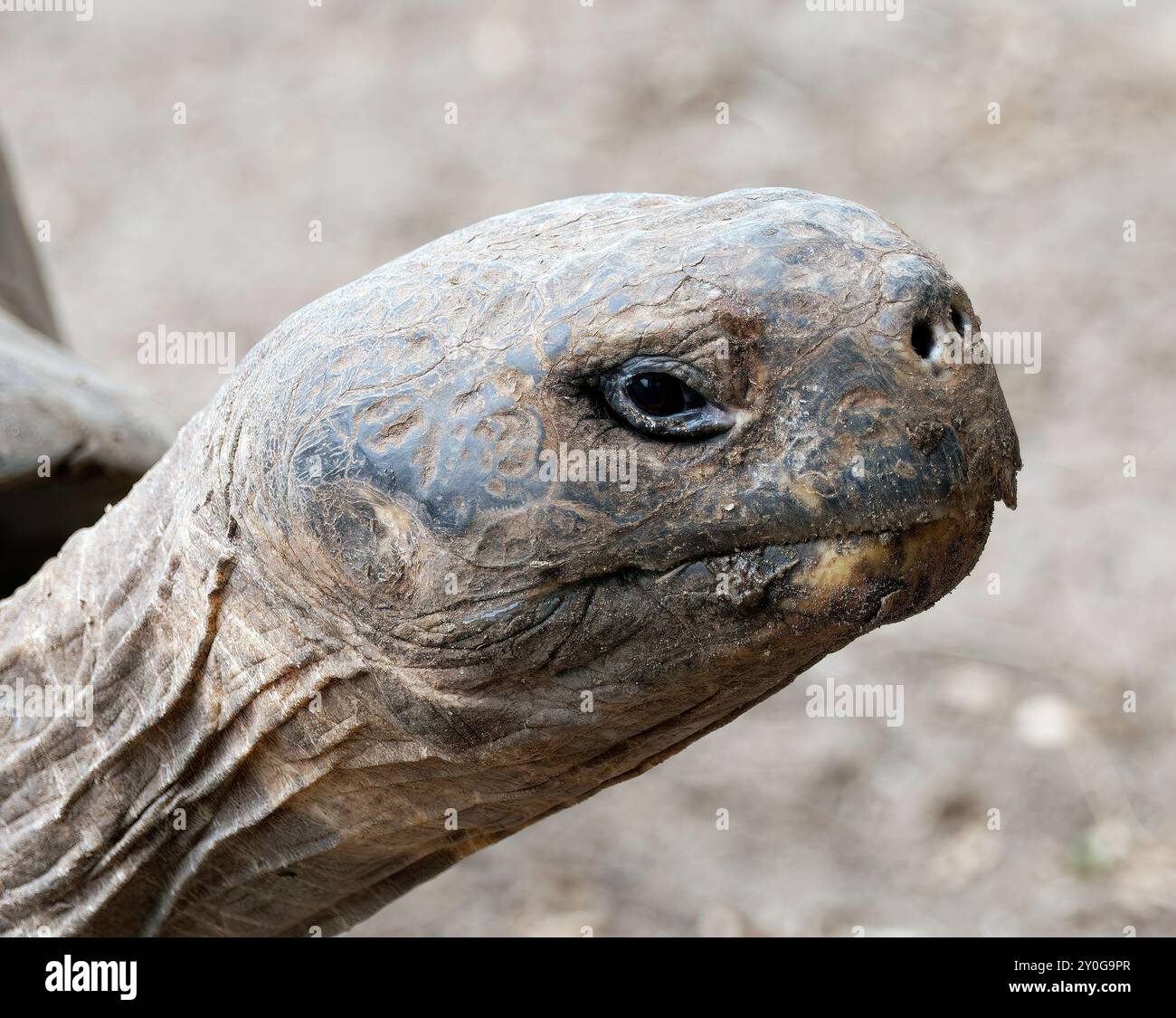 Galápagos tortoise, Galapagos-Riesenschildkröten, Tortue géante des ...