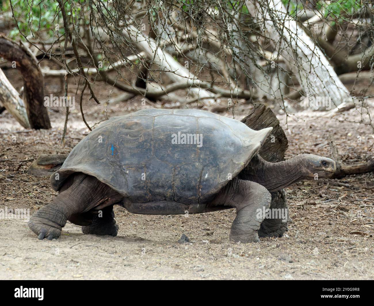 Galápagos tortoise, Galapagos-Riesenschildkröten, Tortue géante des ...