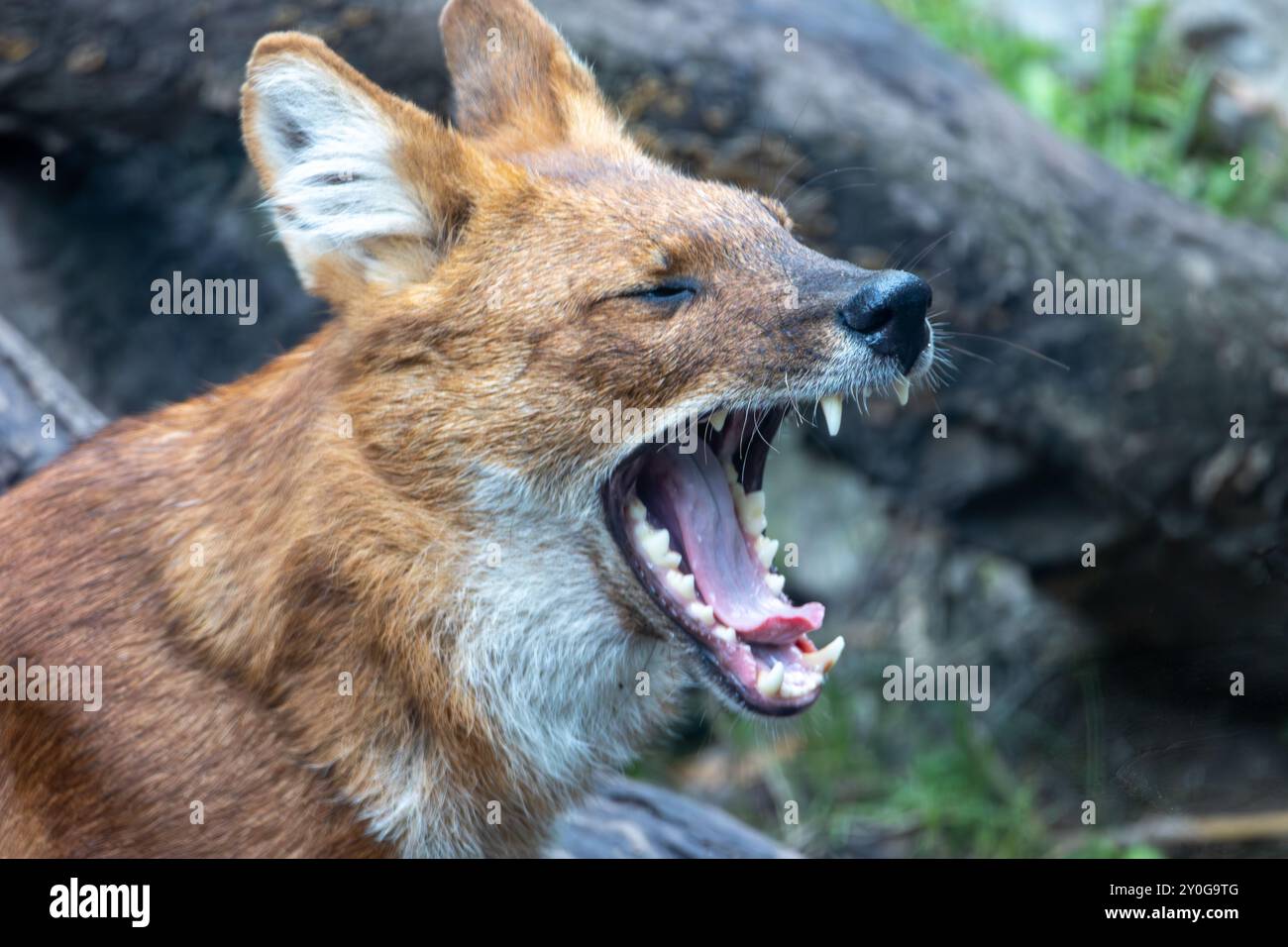 Dhole hunting hi-res stock photography and images - Alamy