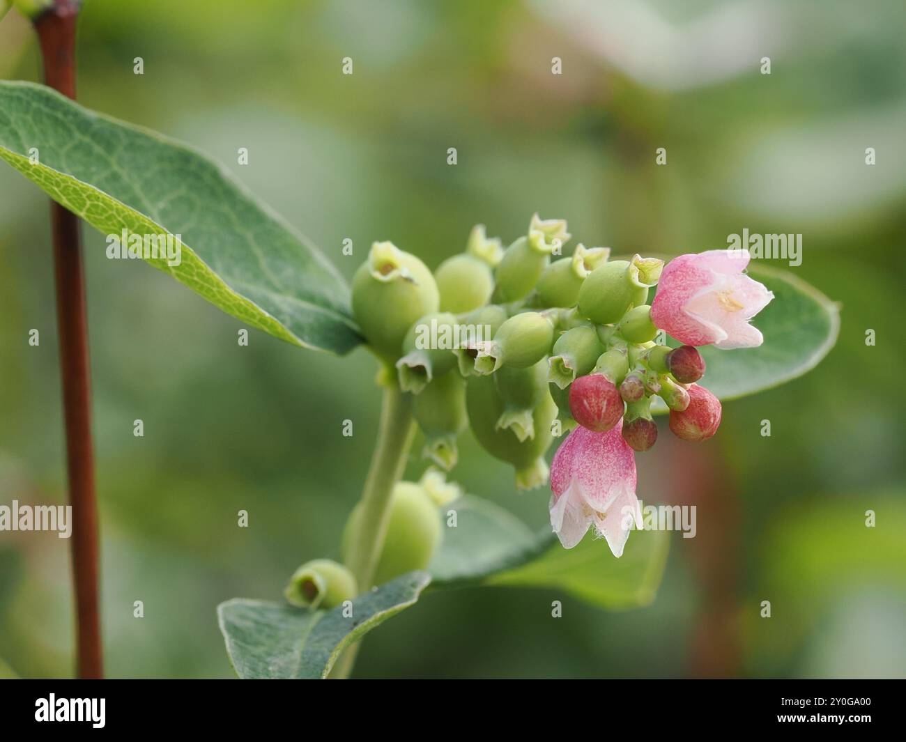 The pink bell-shaped flower of a ghost berry plant Stock Photo - Alamy