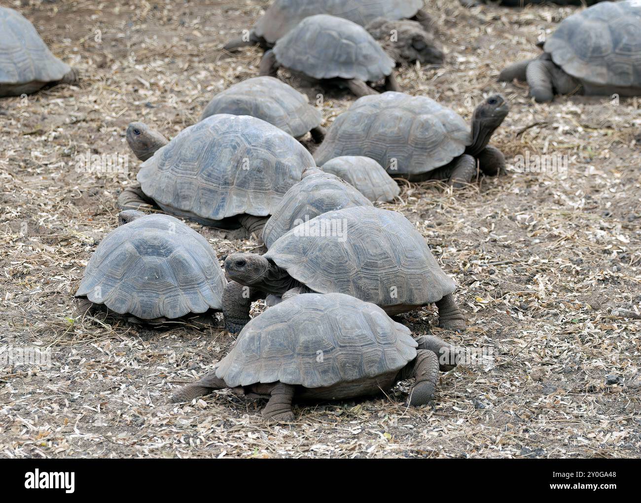 Galápagos tortoise, Galapagos-Riesenschildkröten, Tortue géante des ...