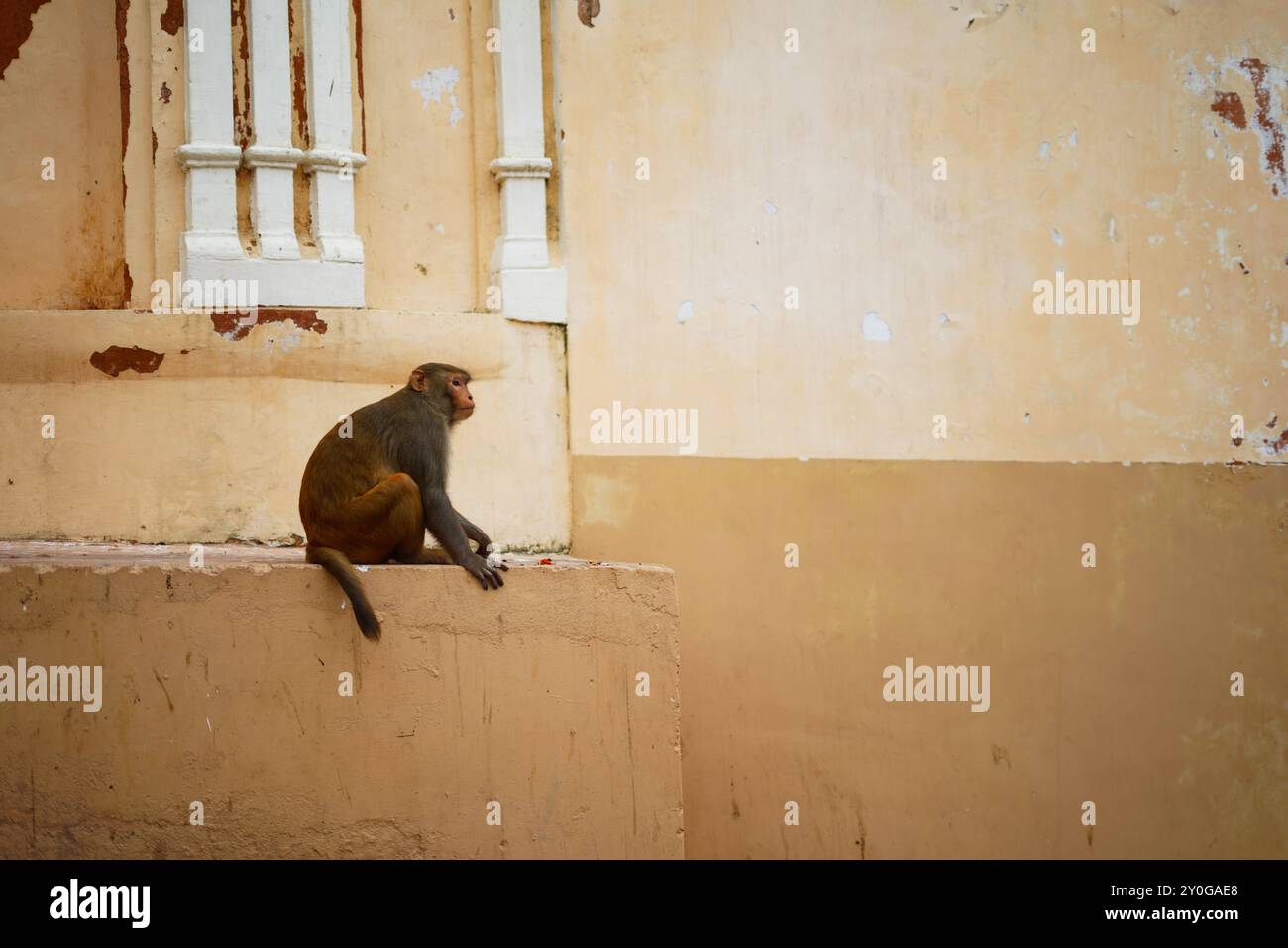 Asian monkey sitting on the platform of window Stock Photo - Alamy