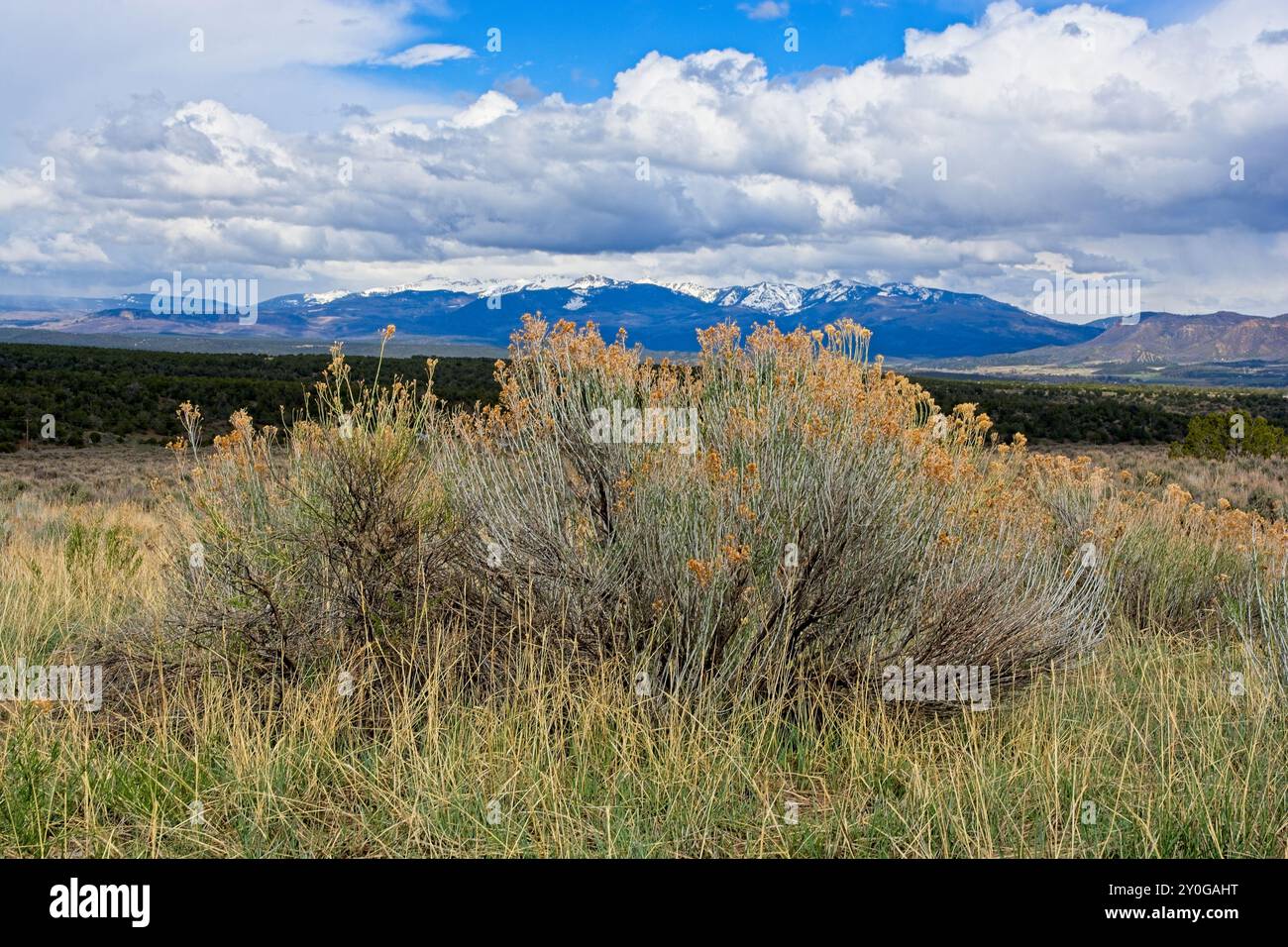 Rabbit bush hi-res stock photography and images - Alamy