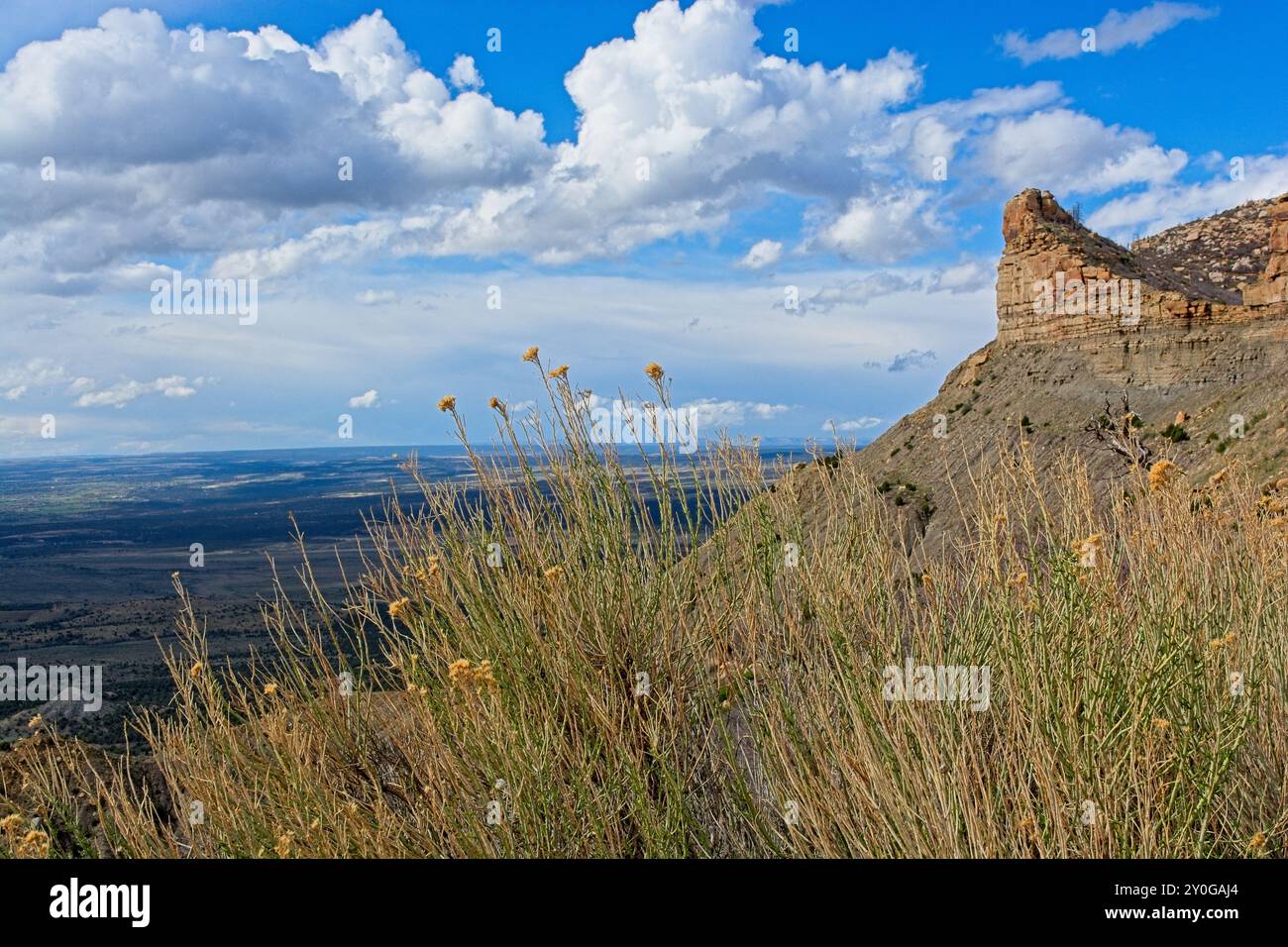 Rabbit bush hi-res stock photography and images - Alamy