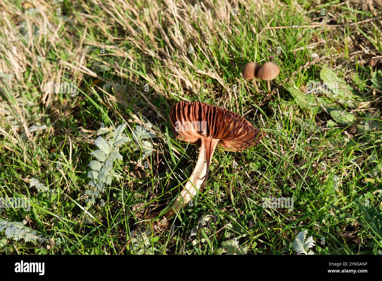 Wax-cap grassland fungi Hygrophoraceae growing on an agricultural field ...