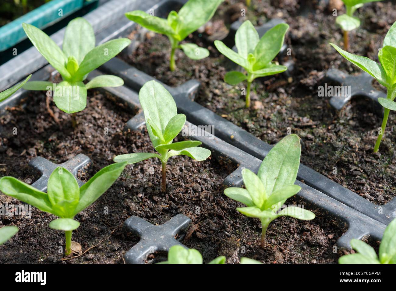 Seedling plug plants growing in plastic plug plant trays filled with ...
