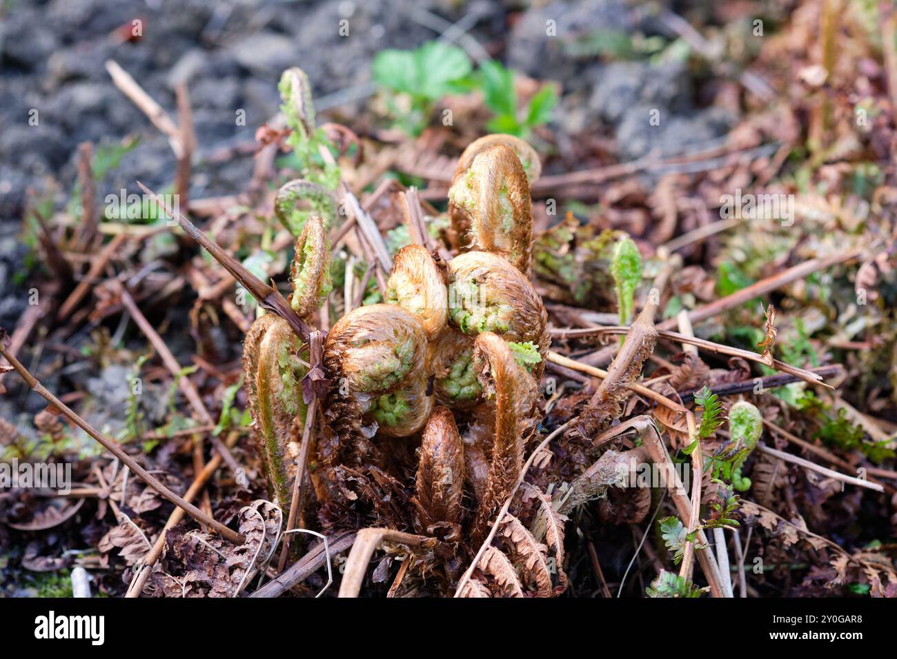 Emerging fern fronds of a Male Fern Dryopteris filix-mas plant growing ...