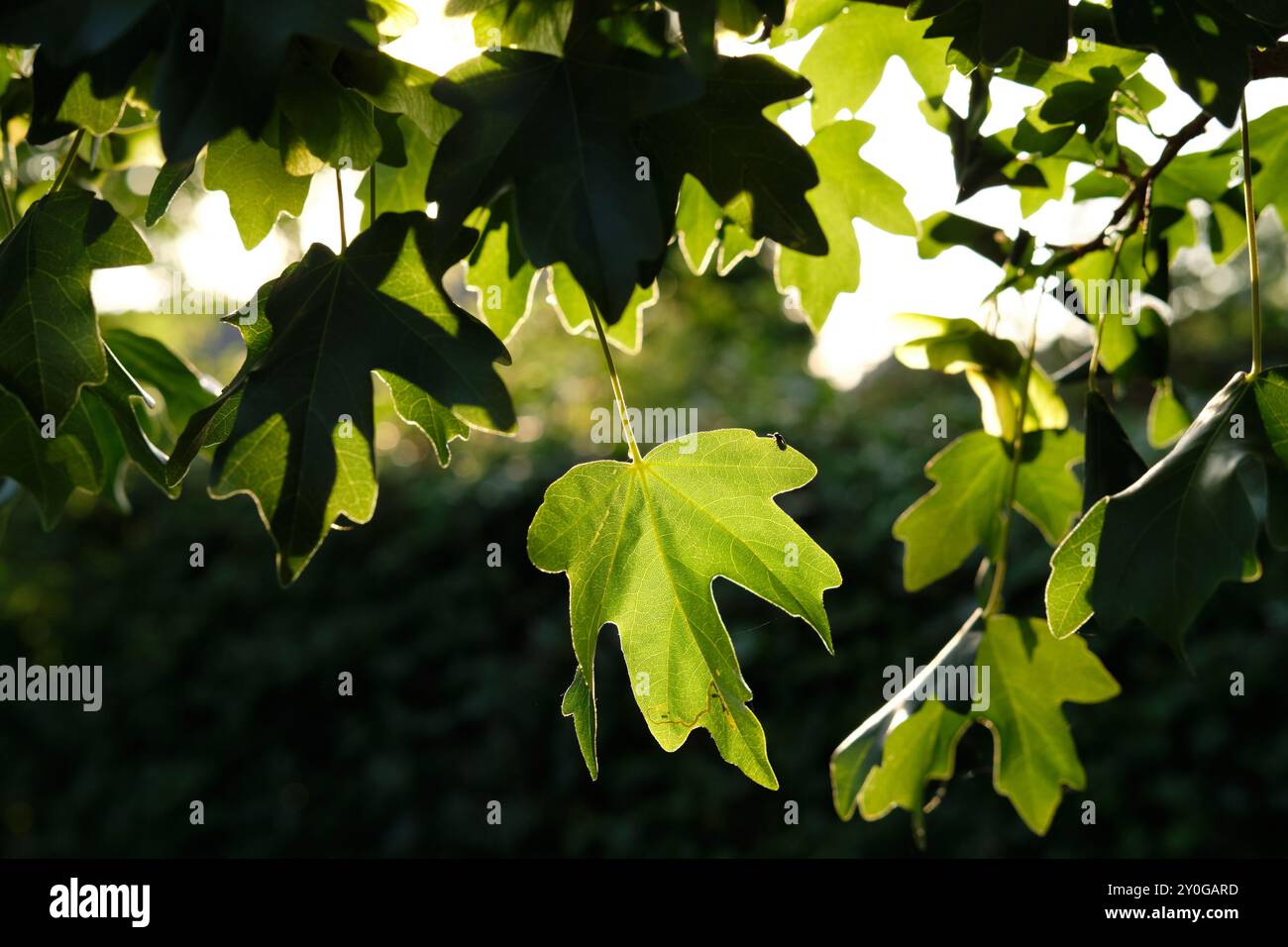 Field Maple tree Acer campestre leaves back lit by early summer evening ...