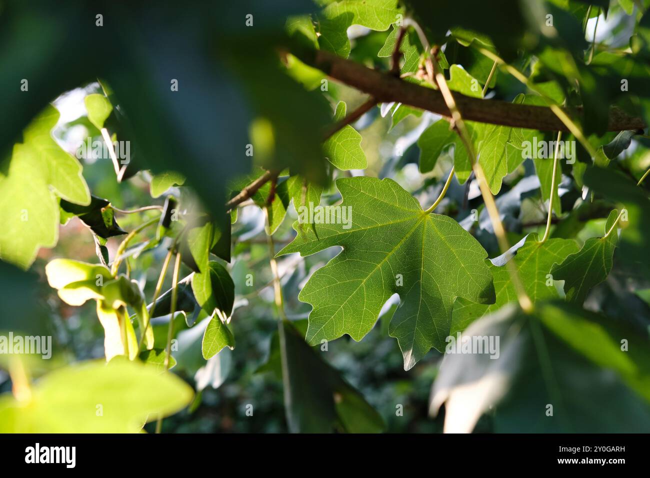 Field Maple tree Acer campestre leaves back lit by early summer evening ...