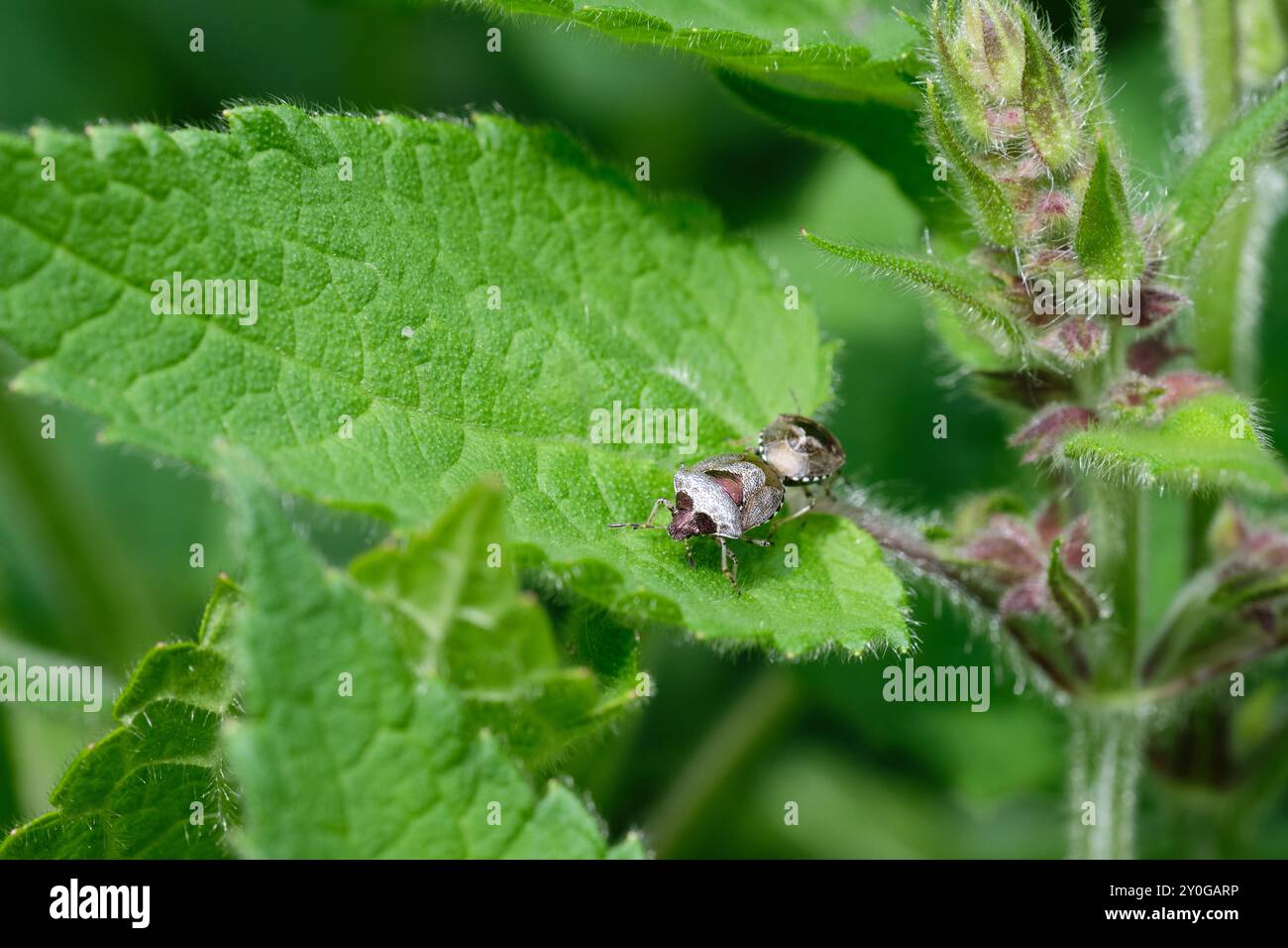 Bronze shield bugs hi-res stock photography and images - Alamy