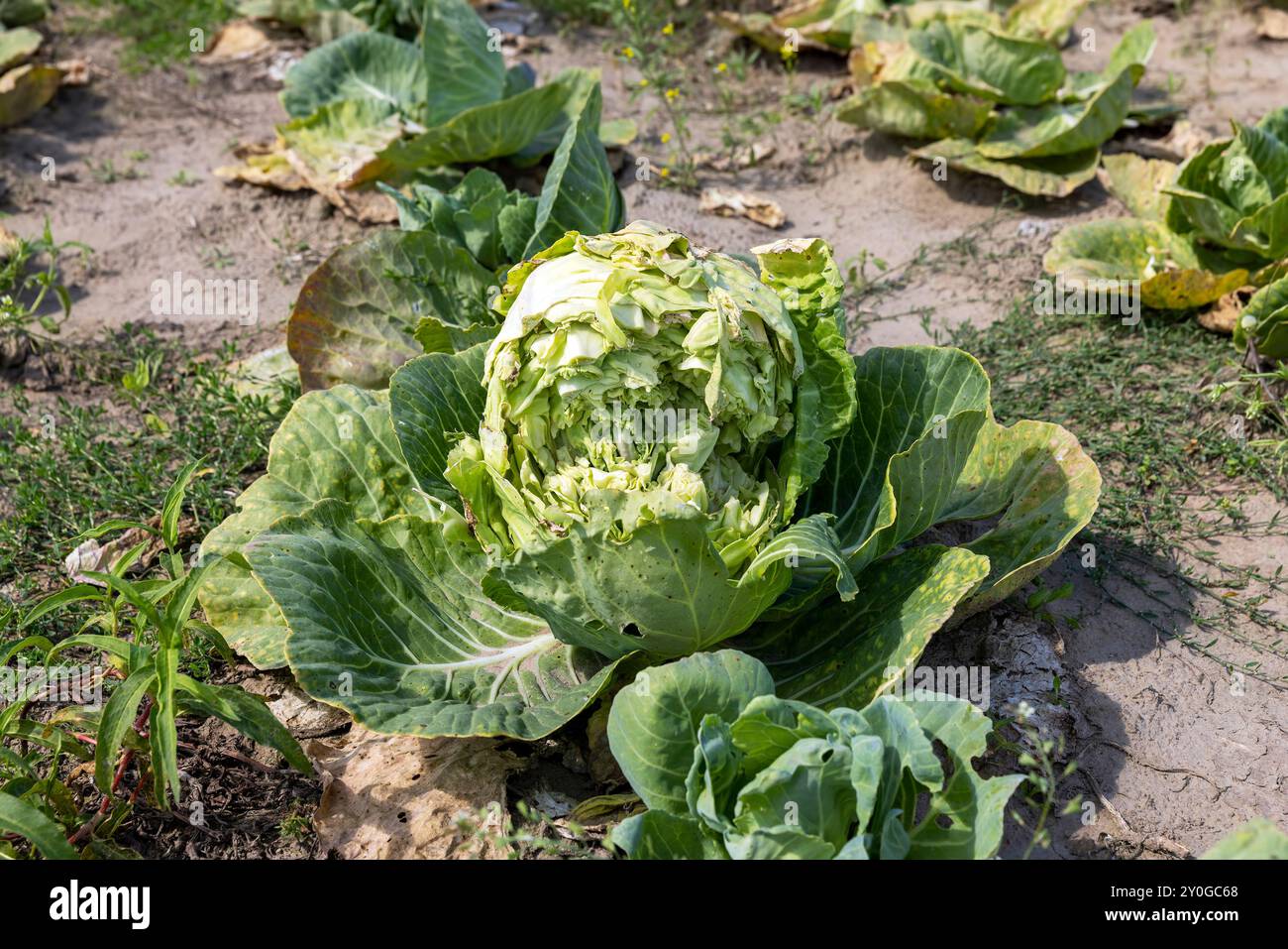 A field with damaged cabbage in the summer season, damaged and ...