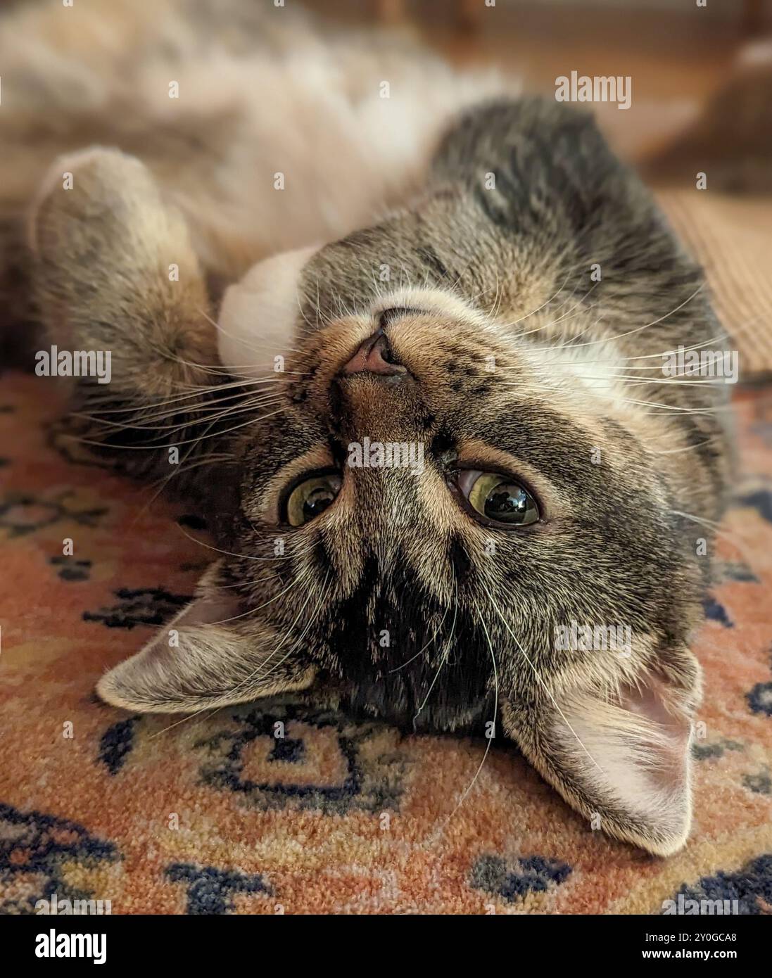 a close up of cute young tabby cat kitten lying upside down white tummy on rug carpet looking ...