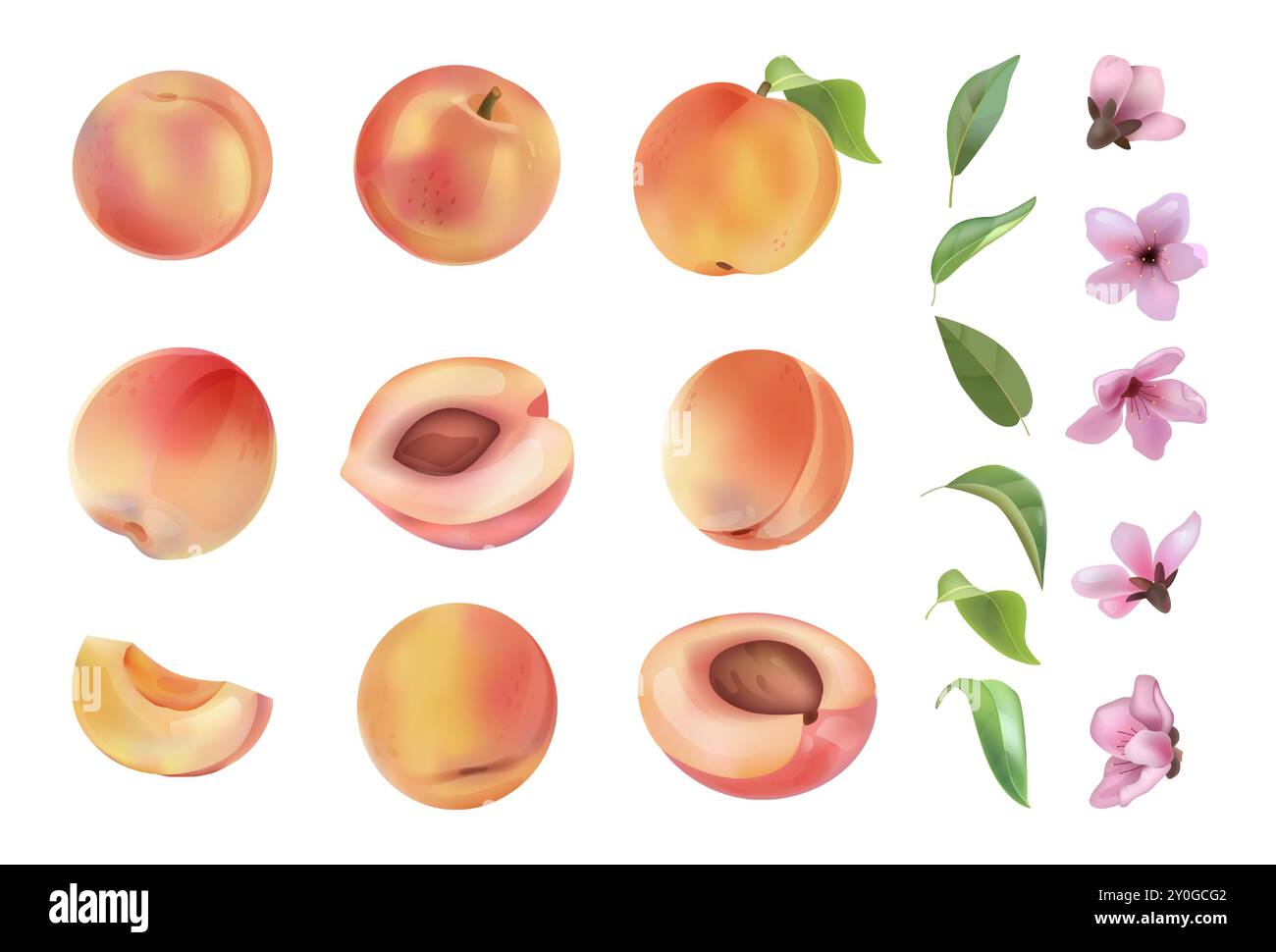 Peach blossom bud Stock Vector Images - Alamy